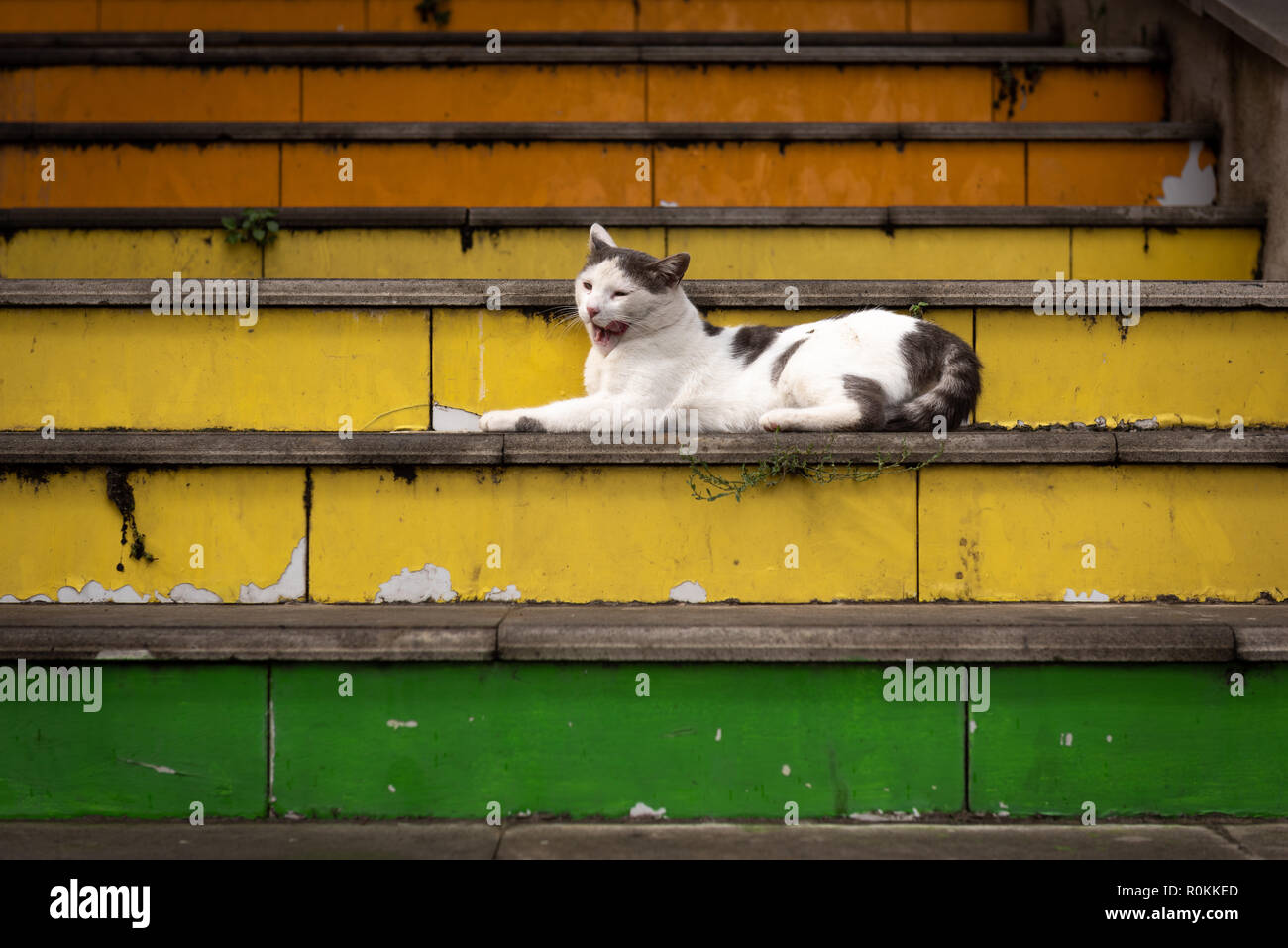 Stray Cats in Istanbul Stock Photo - Alamy