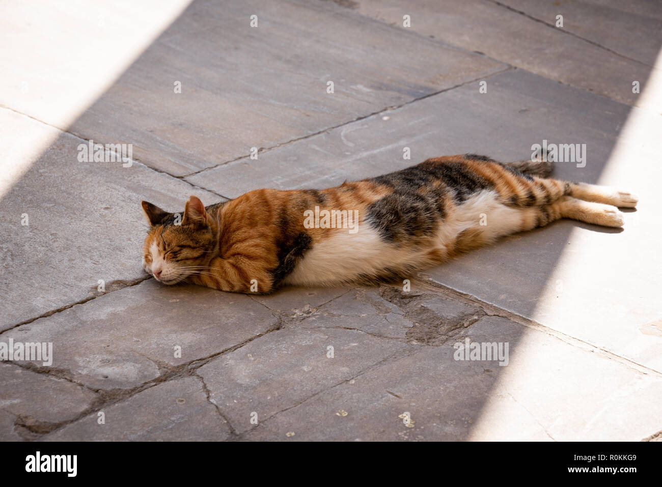 Stray Cats in Istanbul Stock Photo - Alamy