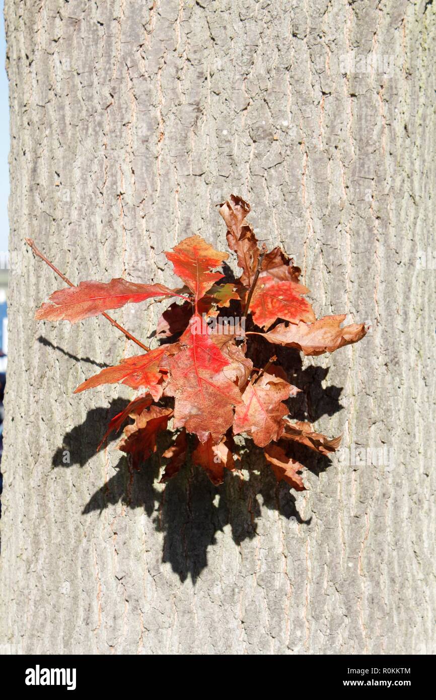 Fall coloured trees hi-res stock photography and images - Alamy