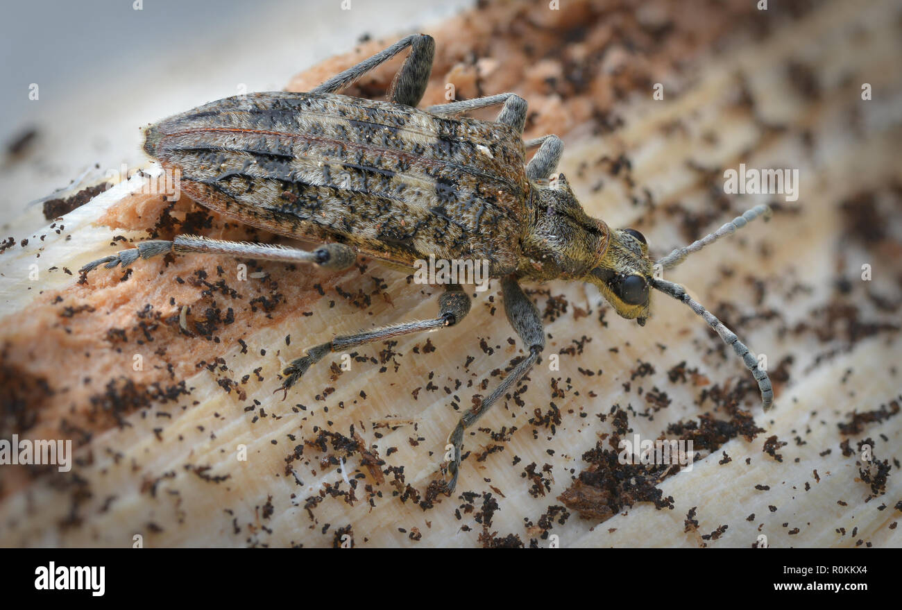 Tongue beetle in extreme close-up Stock Photo - Alamy
