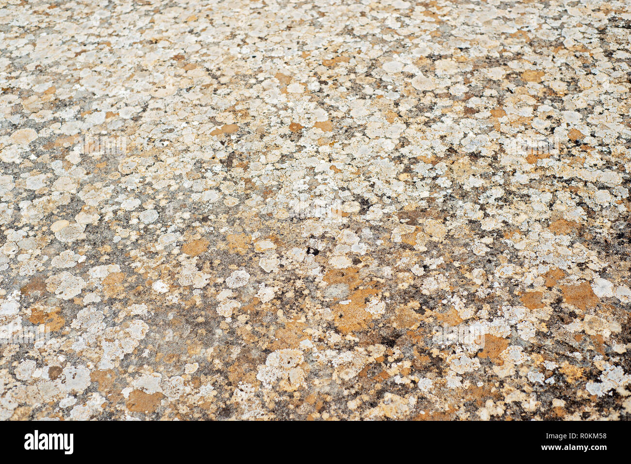 Stone texture full of moss and molds Stock Photo - Alamy