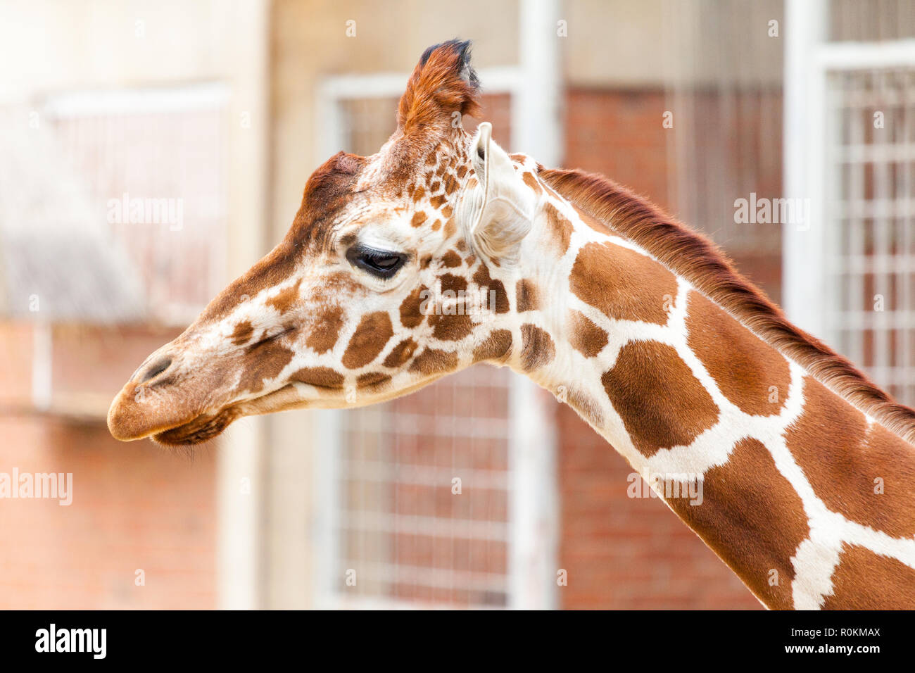 A head portrait of an african Giraffe Stock Photo - Alamy