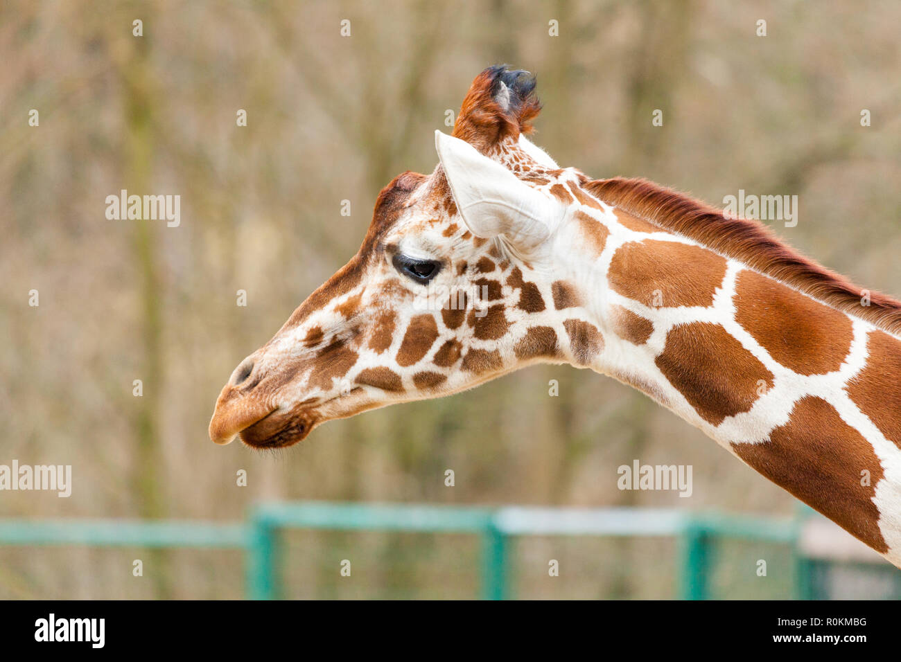 Cute giraffe face hi-res stock photography and images - Alamy