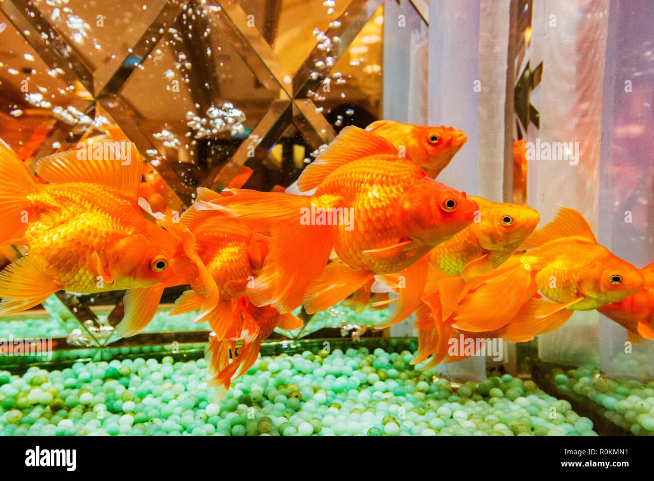 Several gold fishes in the aquarium in the hotel Stock Photo - Alamy