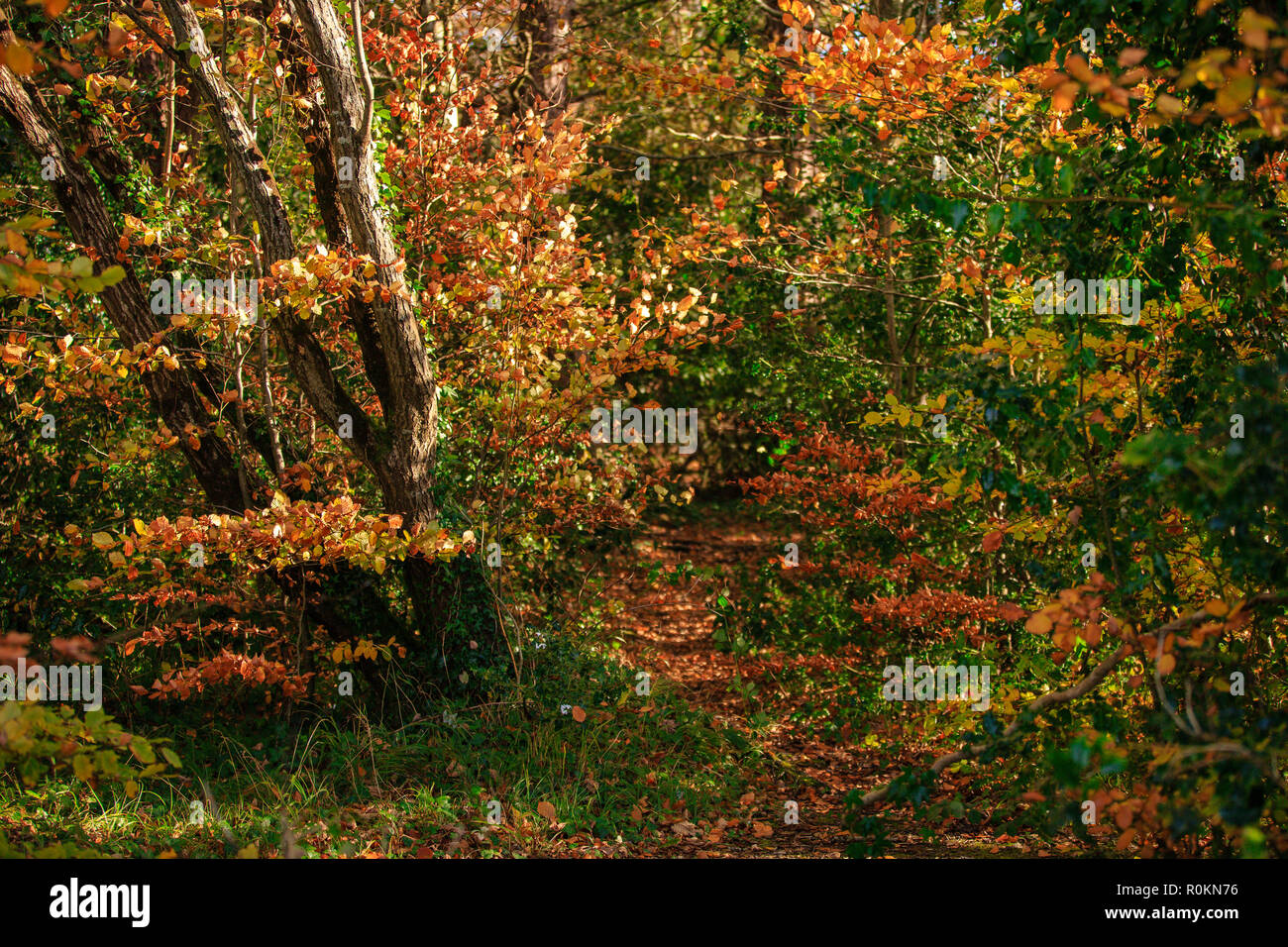 Fall autumn colours in the forest around Belvedere House Gardens & Park ...