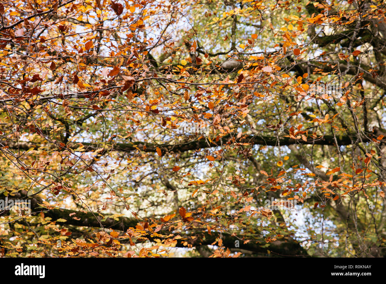 Tree branches with colourful autumn leaves at the Belvedere House ...