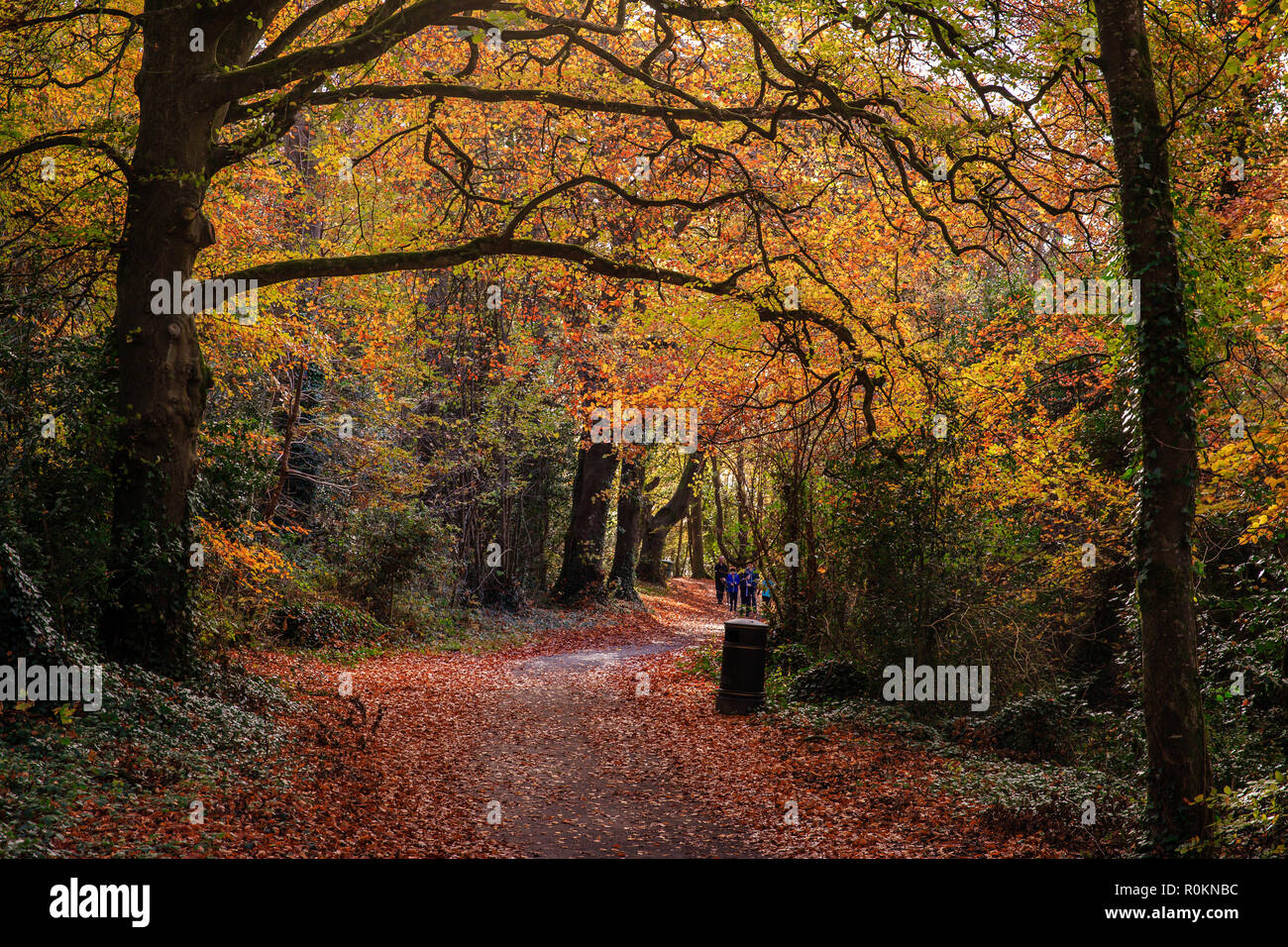 Fall autumn colours in the forest around Belvedere House Gardens & Park ...