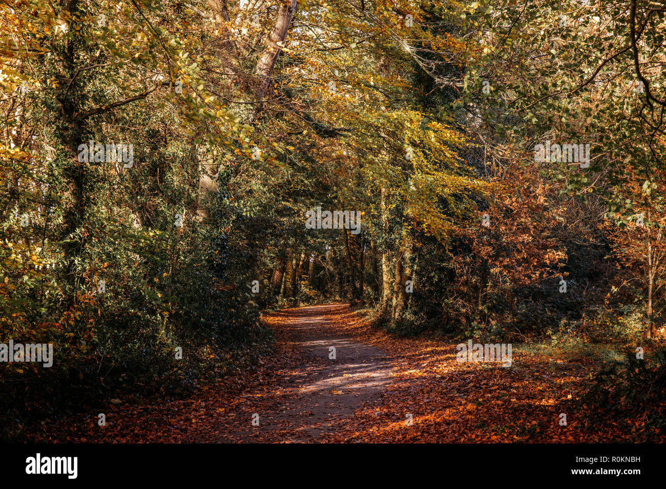 Fall autumn colours in the forest around Belvedere House Gardens & Park ...