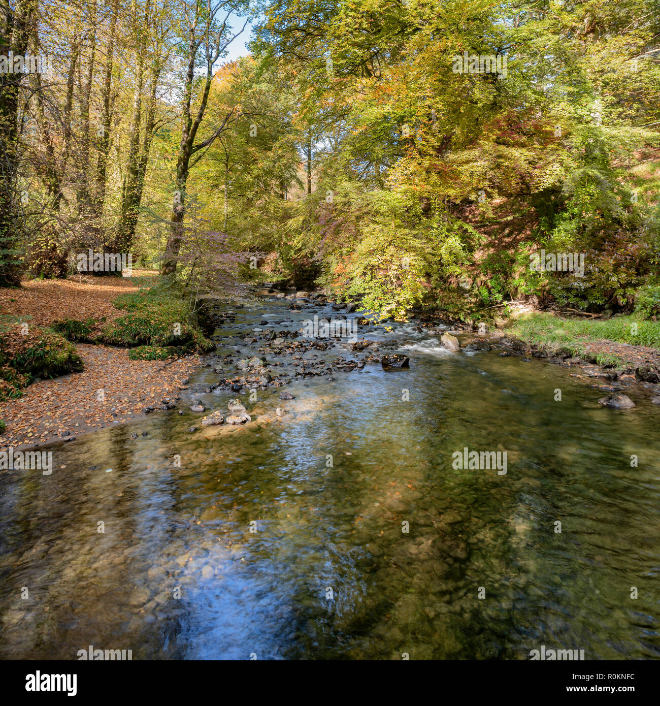 The River Croe at Ardgartan Forest, Loch Long Stock Photo - Alamy