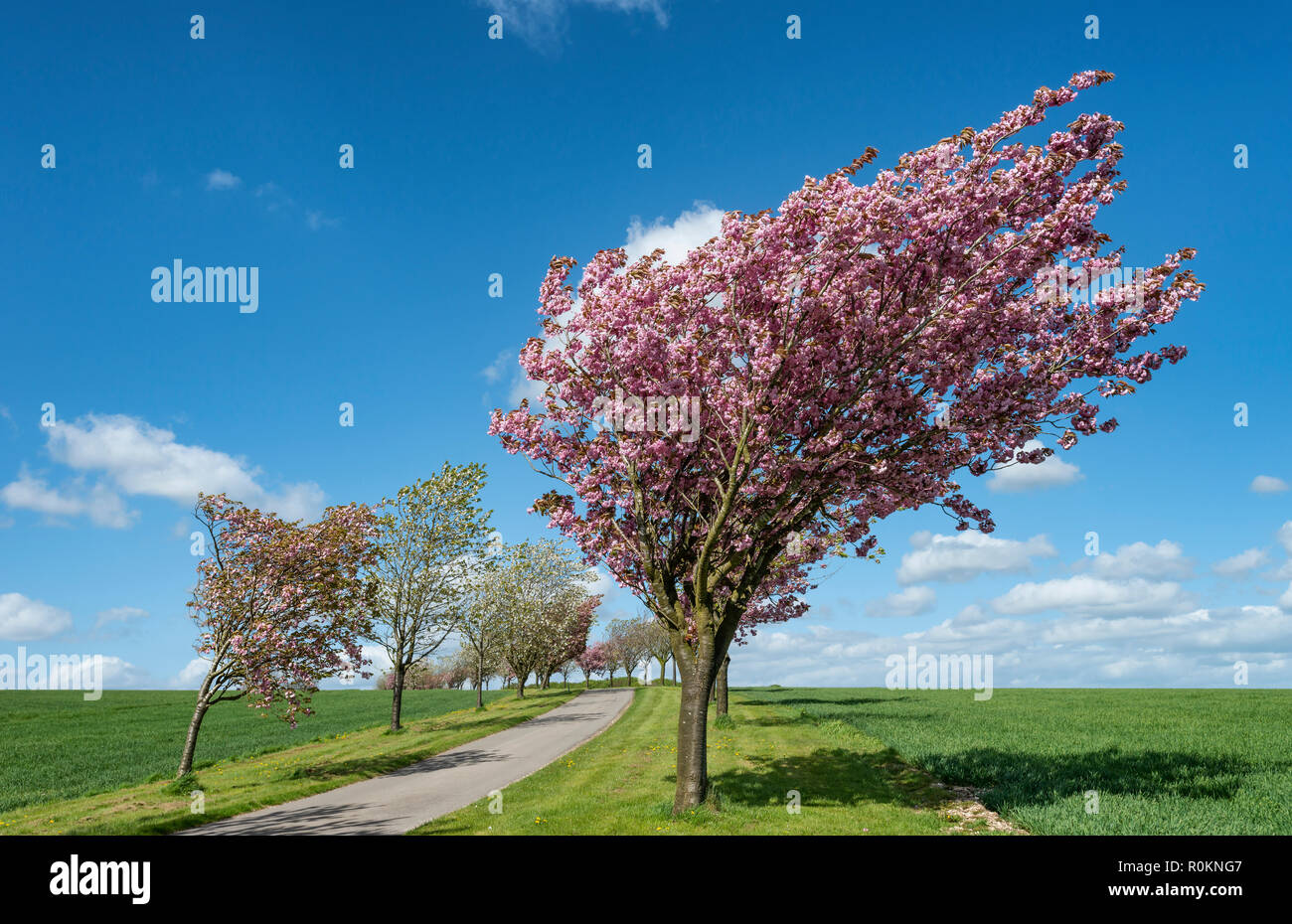 A grove of cherry trees in blossom at Glebe Farm, Huggate Stock Photo ...