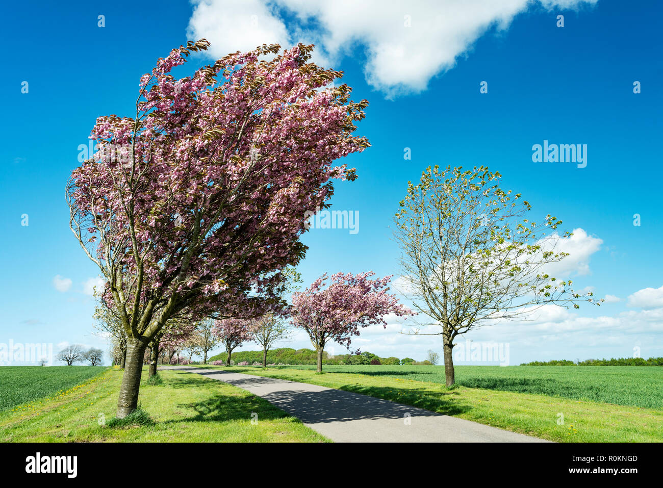 A grove of cherry trees in blossom at Glebe Farm, Huggate Stock Photo ...