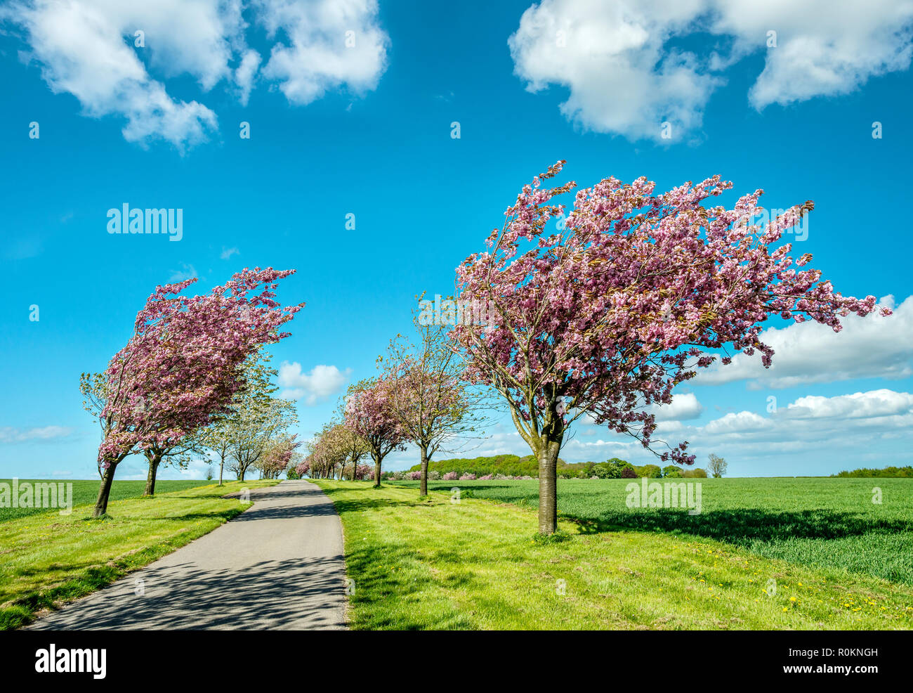 Blue cherry blossom trees hi-res stock photography and images - Alamy