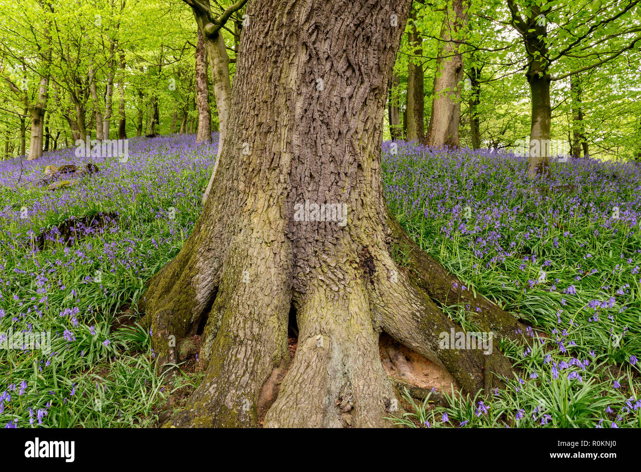 Spring bluebells in Bransdale Hall woods Stock Photo - Alamy