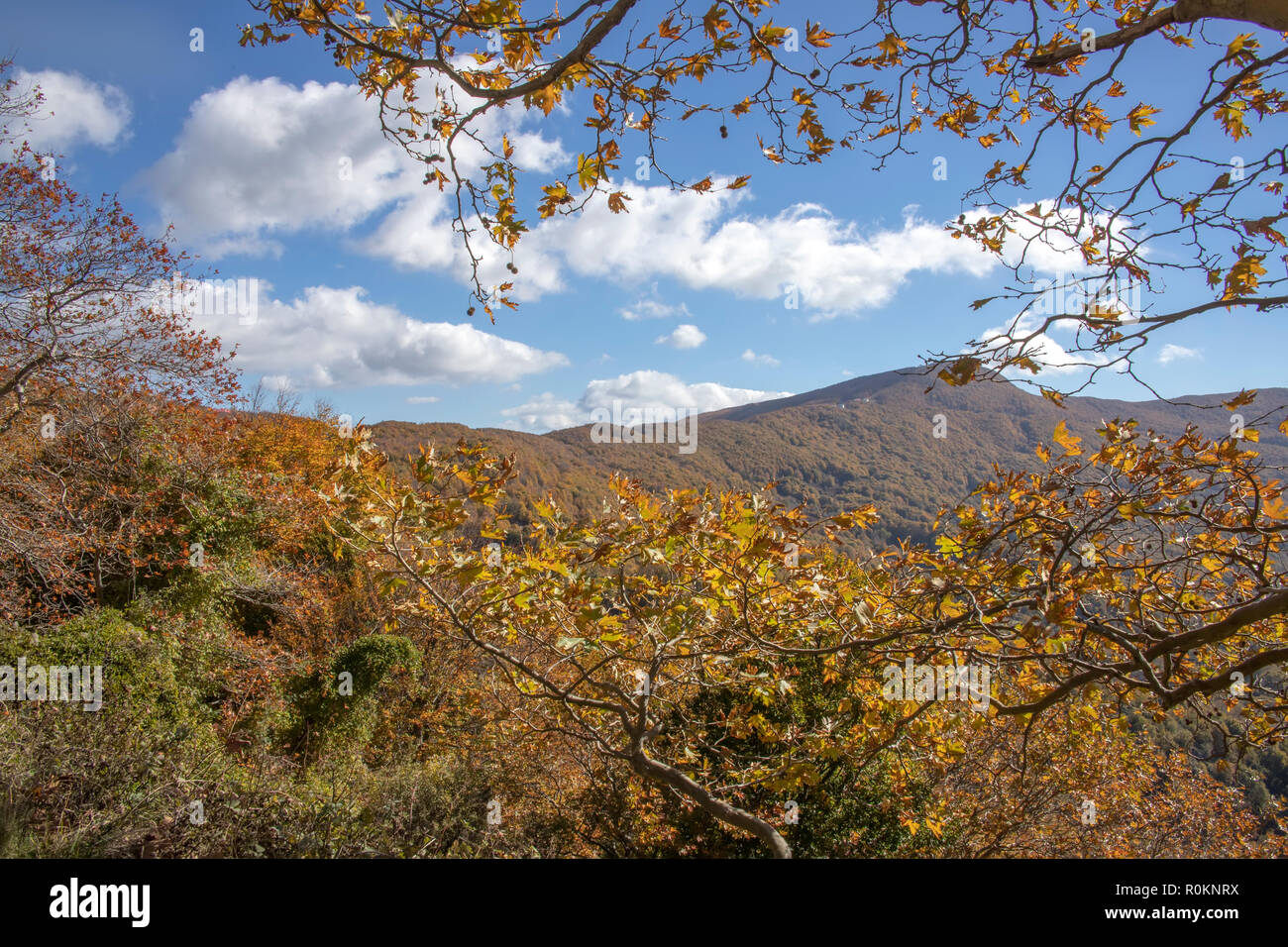 Branches of plane tree with golden autumn leaves against a background ...