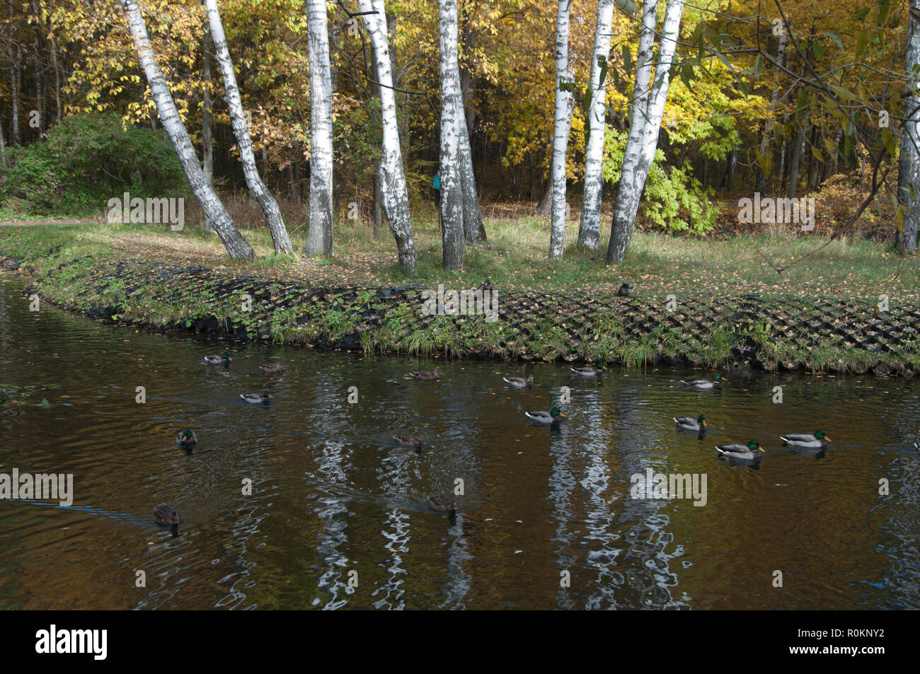Autumn landscape in Sokolniki park in Moscow, Russia Stock Photo - Alamy