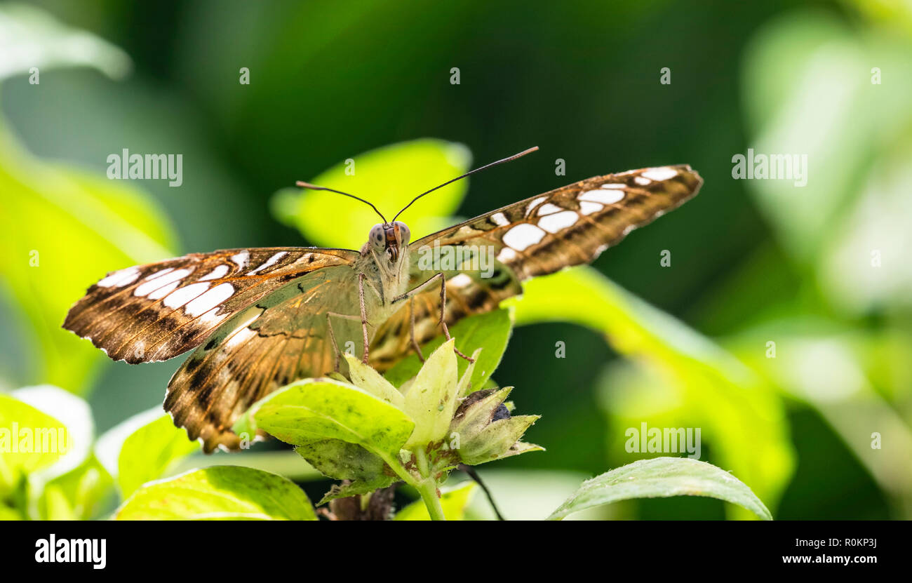 The Clipper Butterfly Stock Photo - Alamy