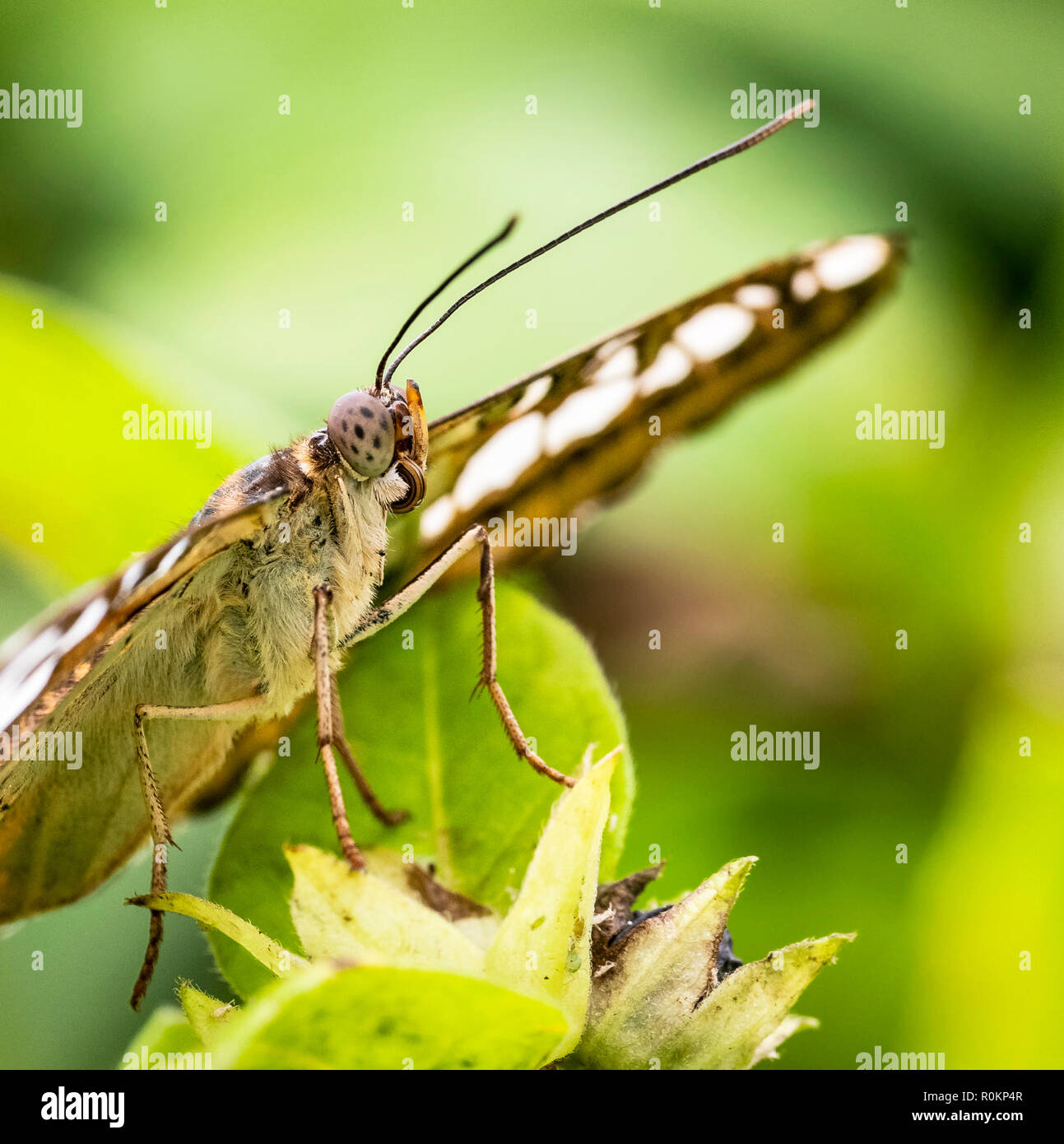 The Clipper Butterfly Stock Photo - Alamy