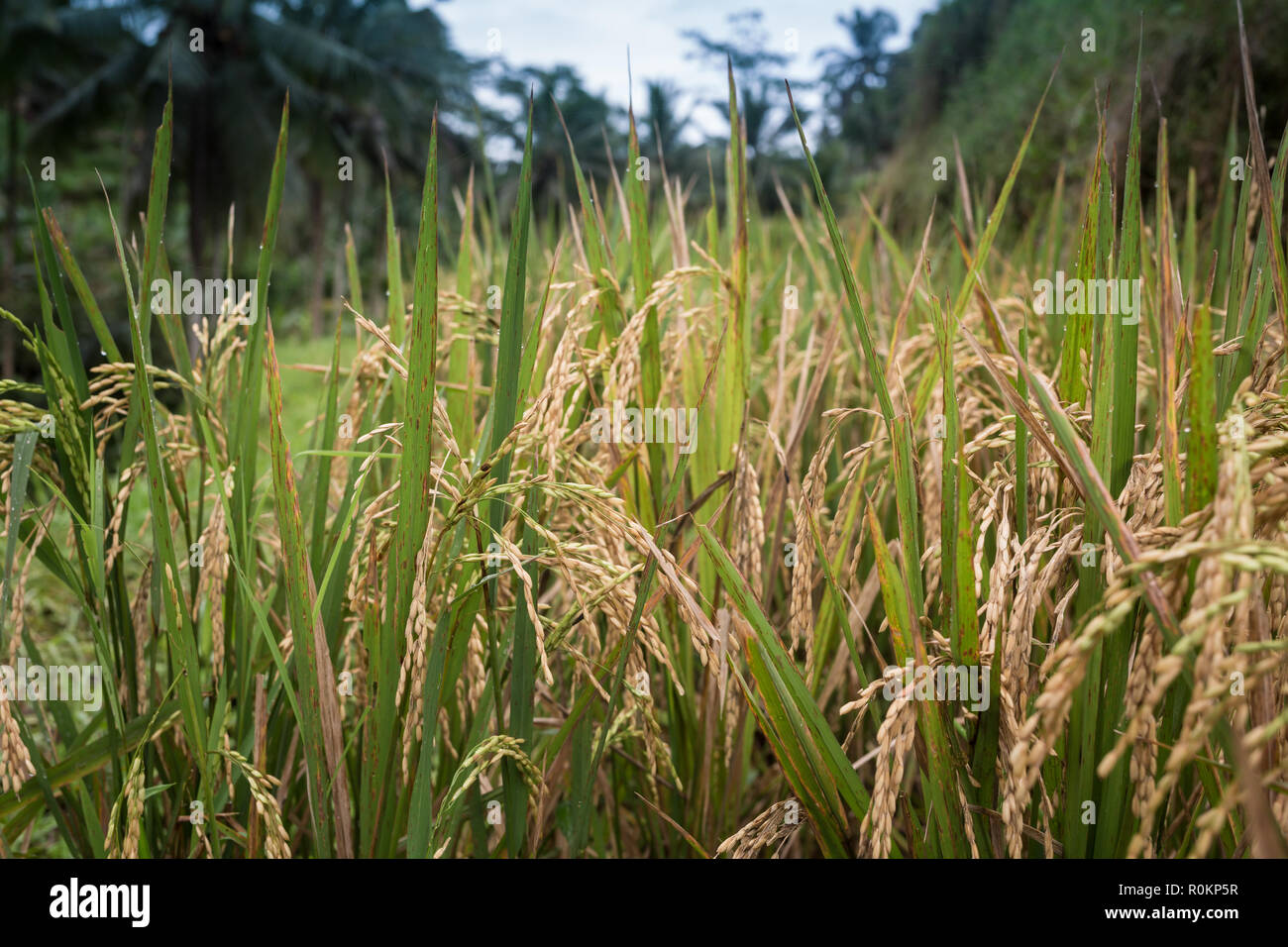 Harvest season of rice in Bali Island Stock Photo - Alamy