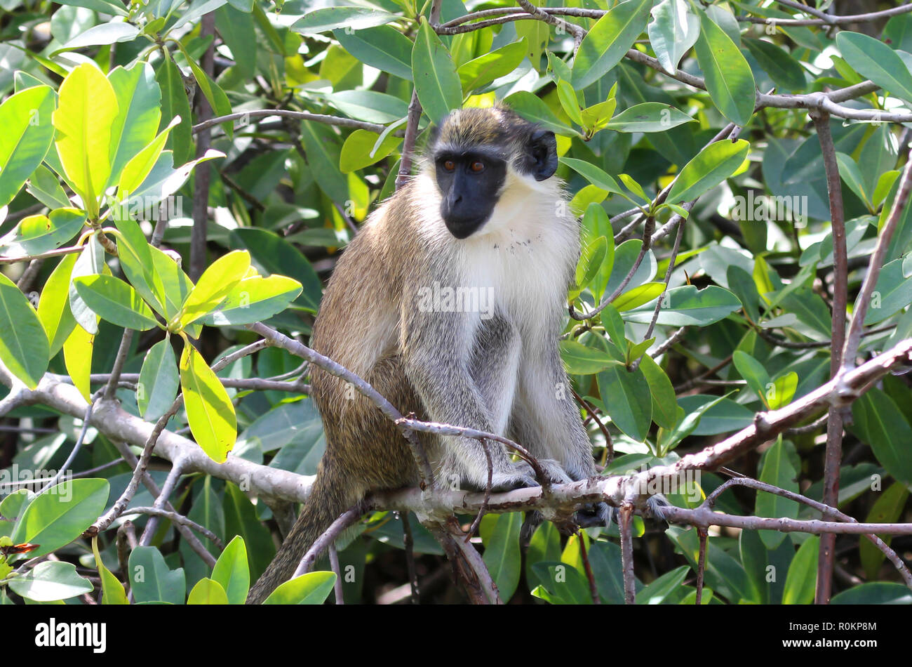 Green vervet monkey (Chlorocebus pygerythrus) in Gambia Stock Photo - Alamy