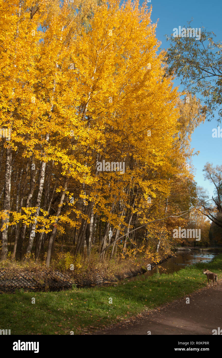 Autumn landscape in Sokolniki park in Moscow, Russia Stock Photo - Alamy