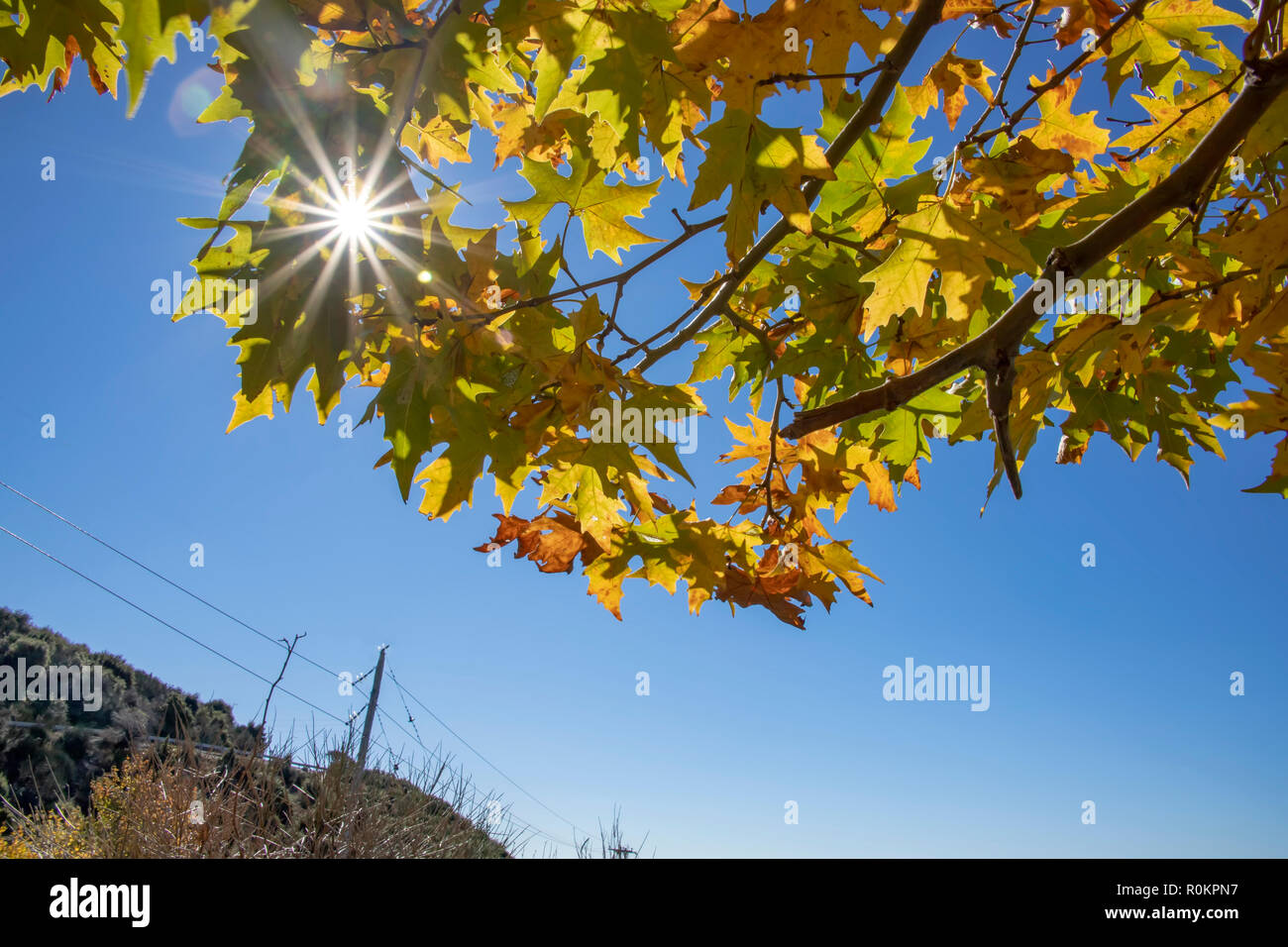 Golden sunshine leaves hi-res stock photography and images - Alamy