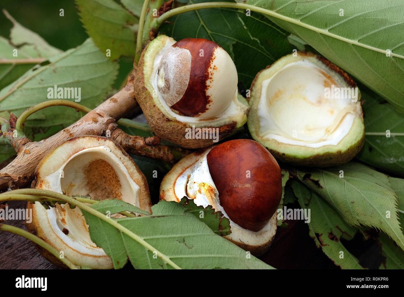 Horse chestnut tree seed hi-res stock photography and images - Alamy