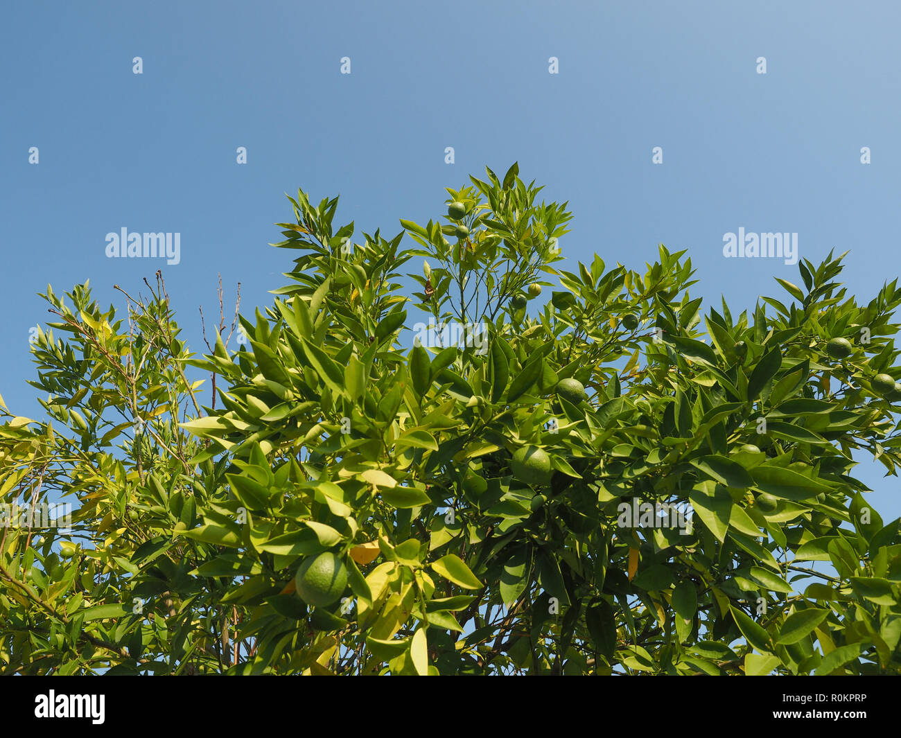 lime (Citrus x latifolia) aka Persian lime or Shiraz or Tahiti or ...