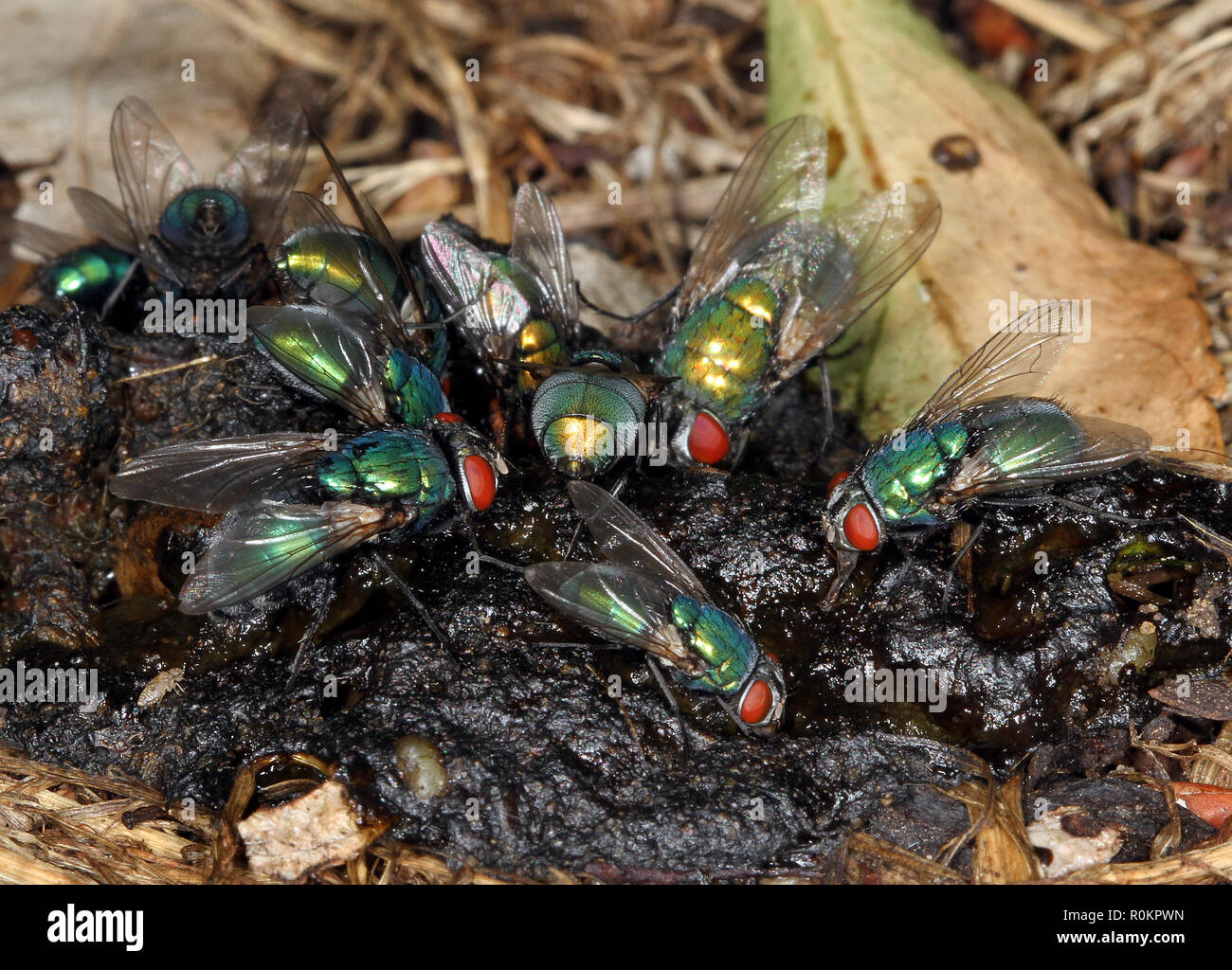 Greenbottle flies feeding on fox excrement in urban house garden. UK ...