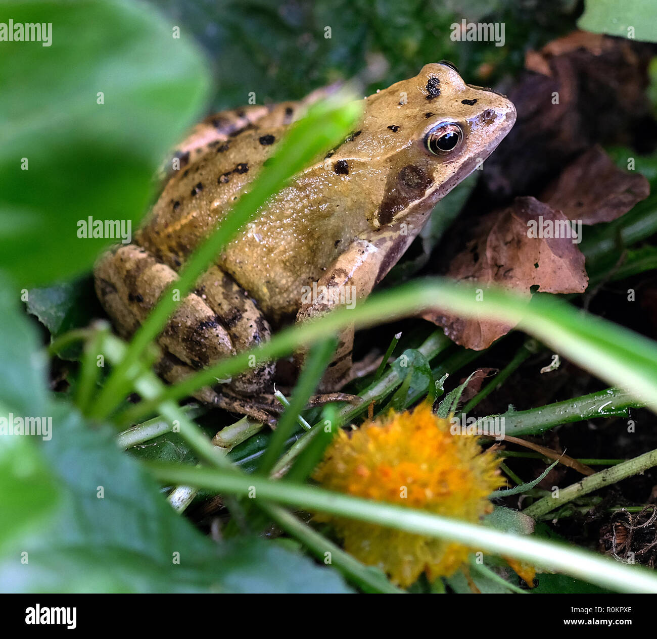 Common frog living near small pond in urban house garden Stock Photo ...