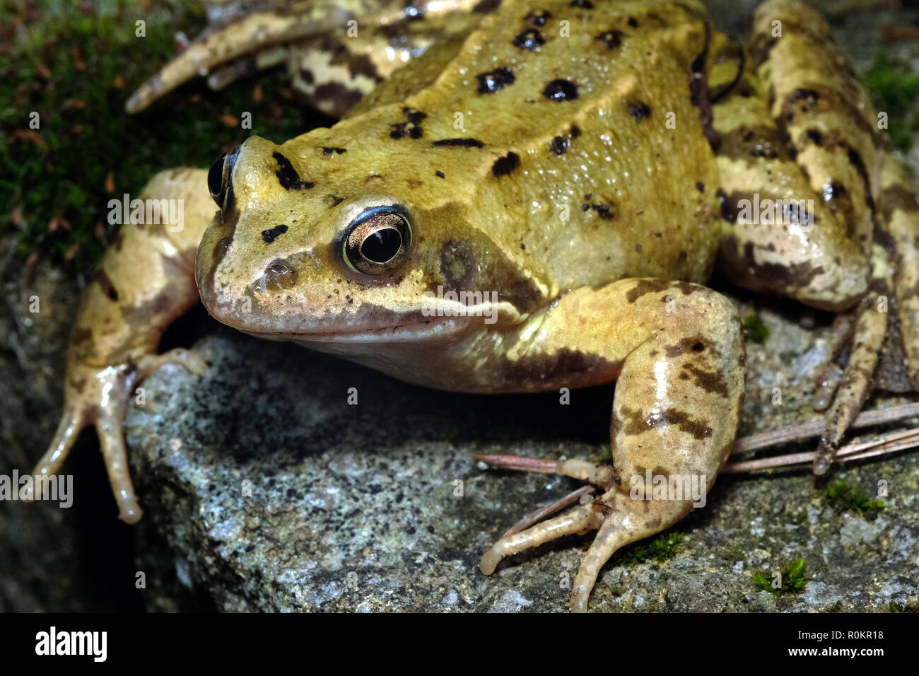 Common frog living near small pond in urban house garden Stock Photo ...