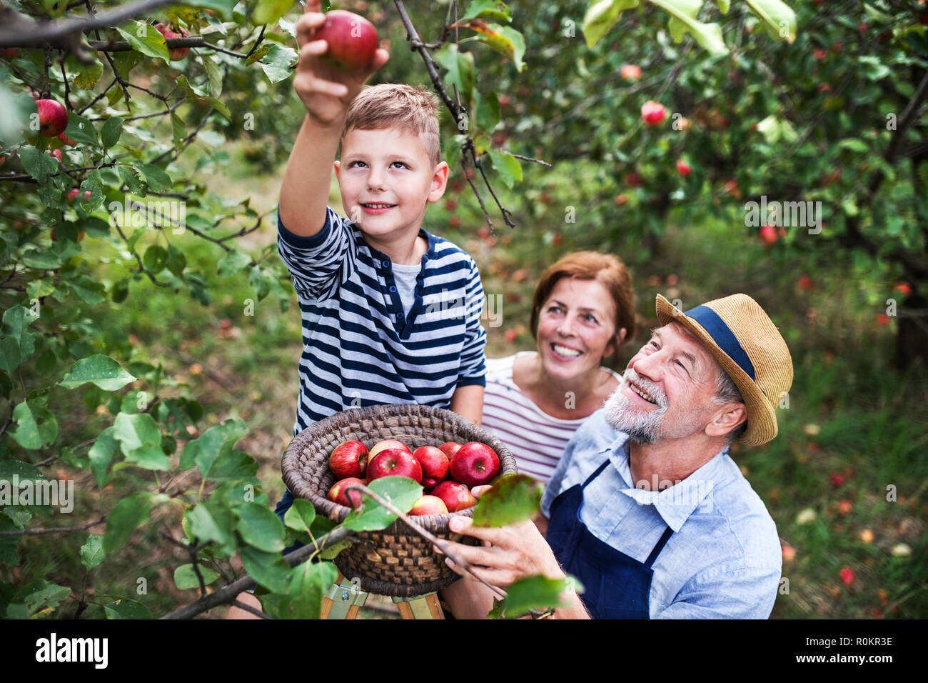 Couple picking apple orchard hi-res stock photography and images - Alamy