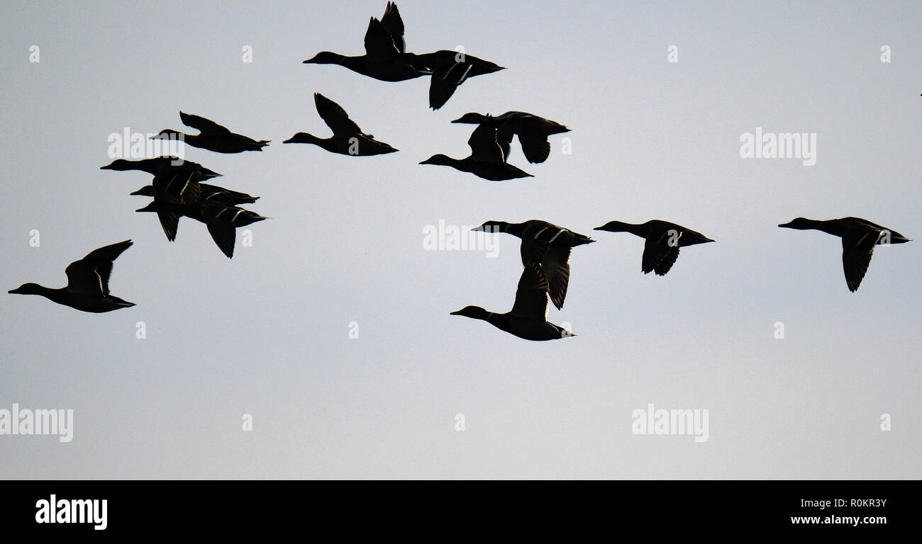 Image of geese in flight hi-res stock photography and images - Alamy