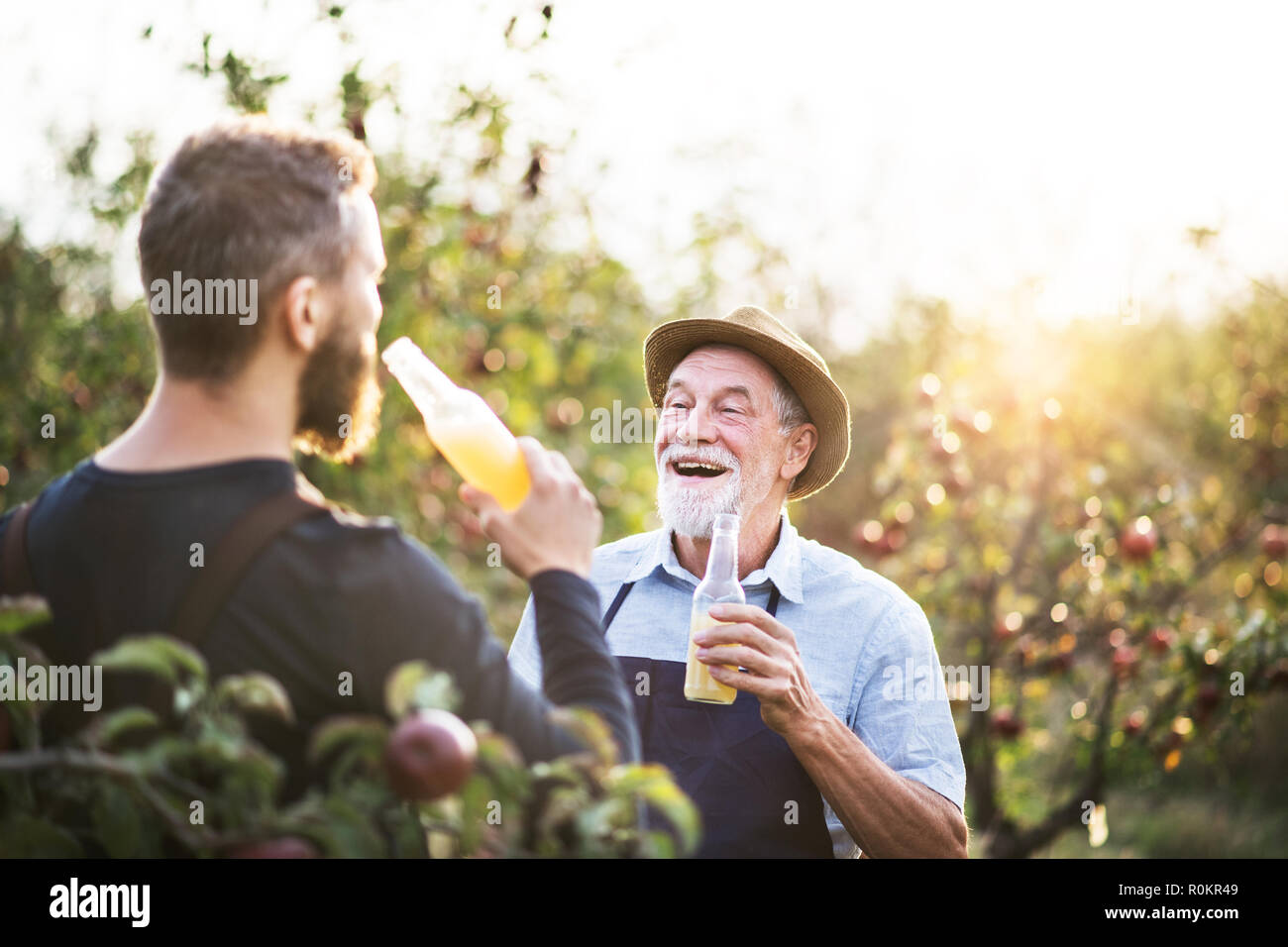 A senior man with adult son holding bottles with cider in apple orchard ...