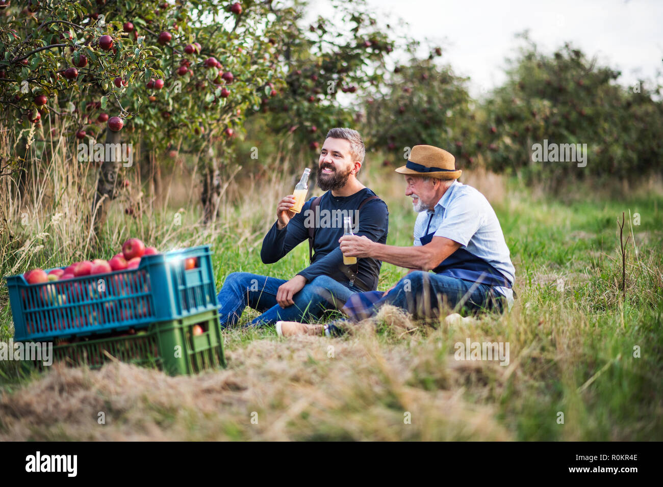 A senior man with adult son drinking cider in apple orchard in autumn ...