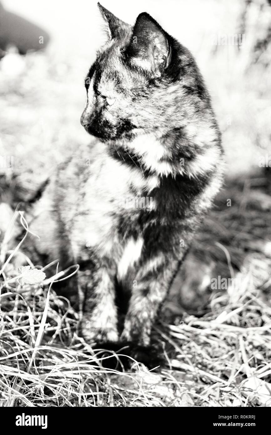 Beautiful cat sunbathing in summer Stock Photo - Alamy