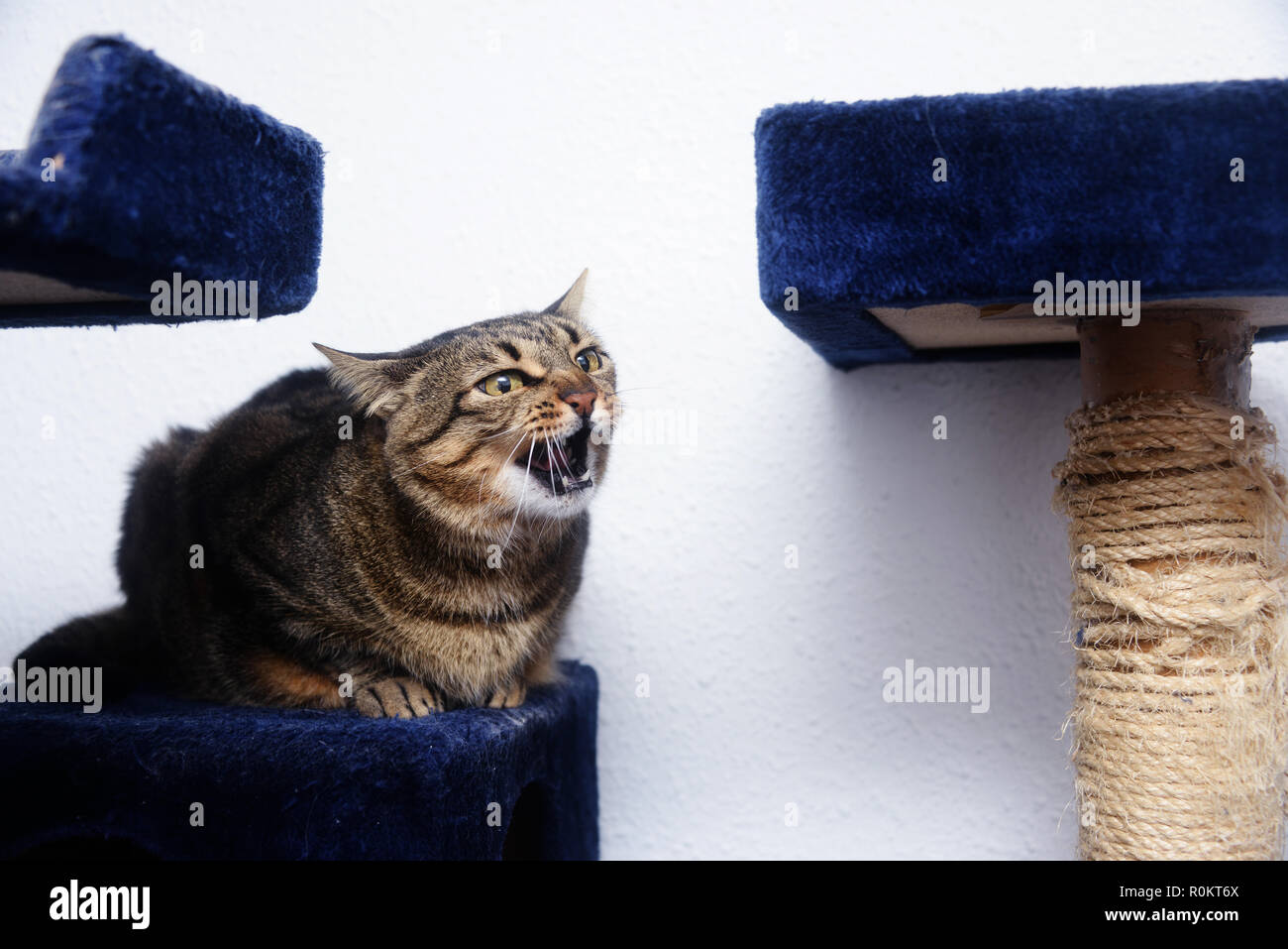 Hissing tree hi-res stock photography and images - Alamy