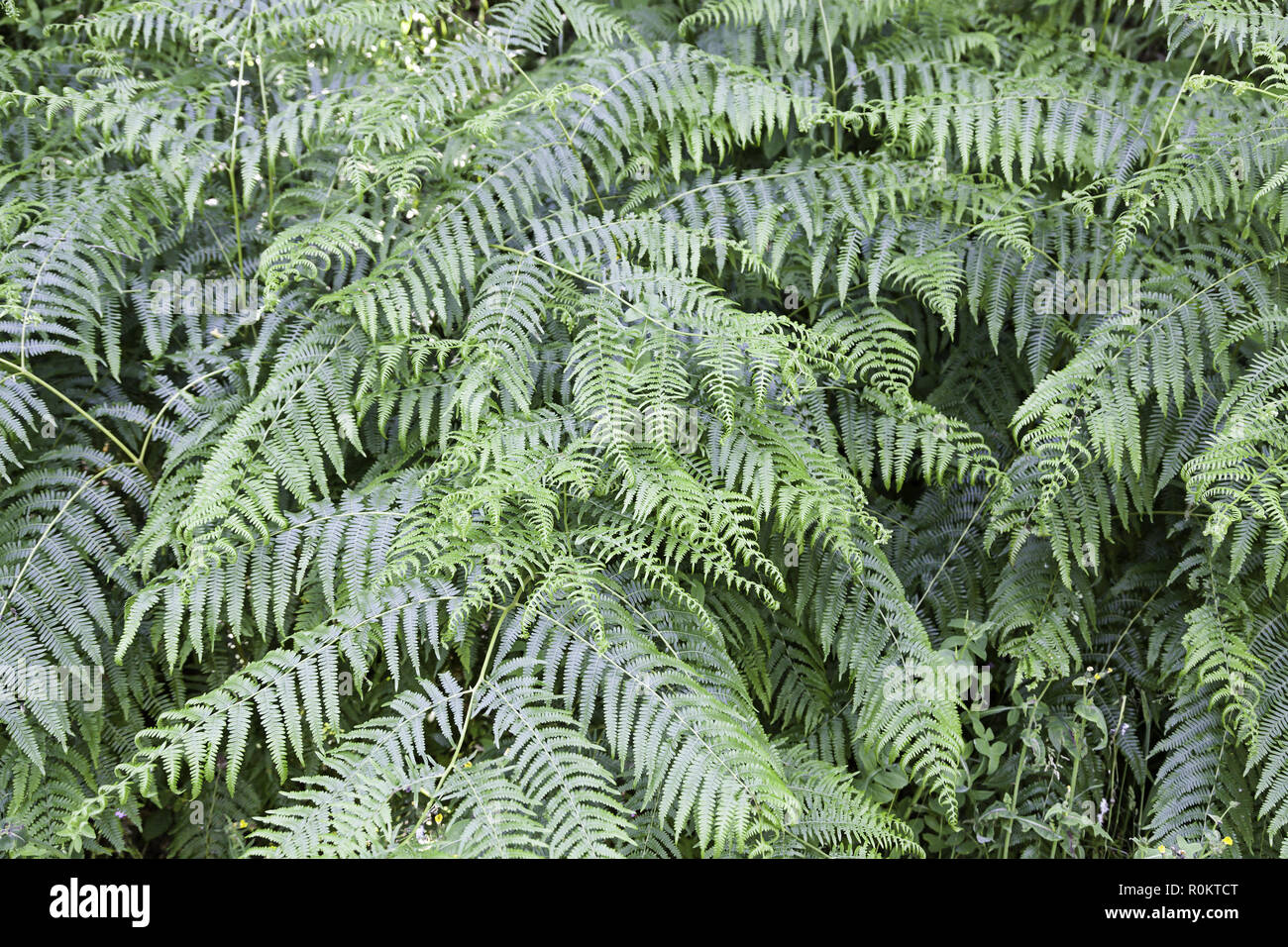 Ferns in the forest, wild ferns detail of a mountain Stock Photo - Alamy