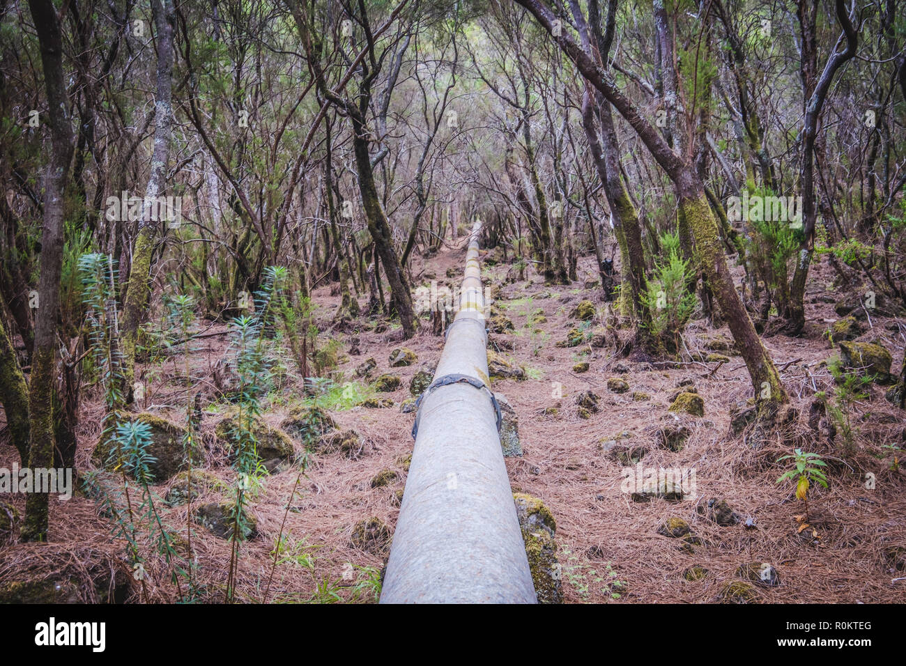pipeline through forest - water pipe in forest Stock Photo - Alamy