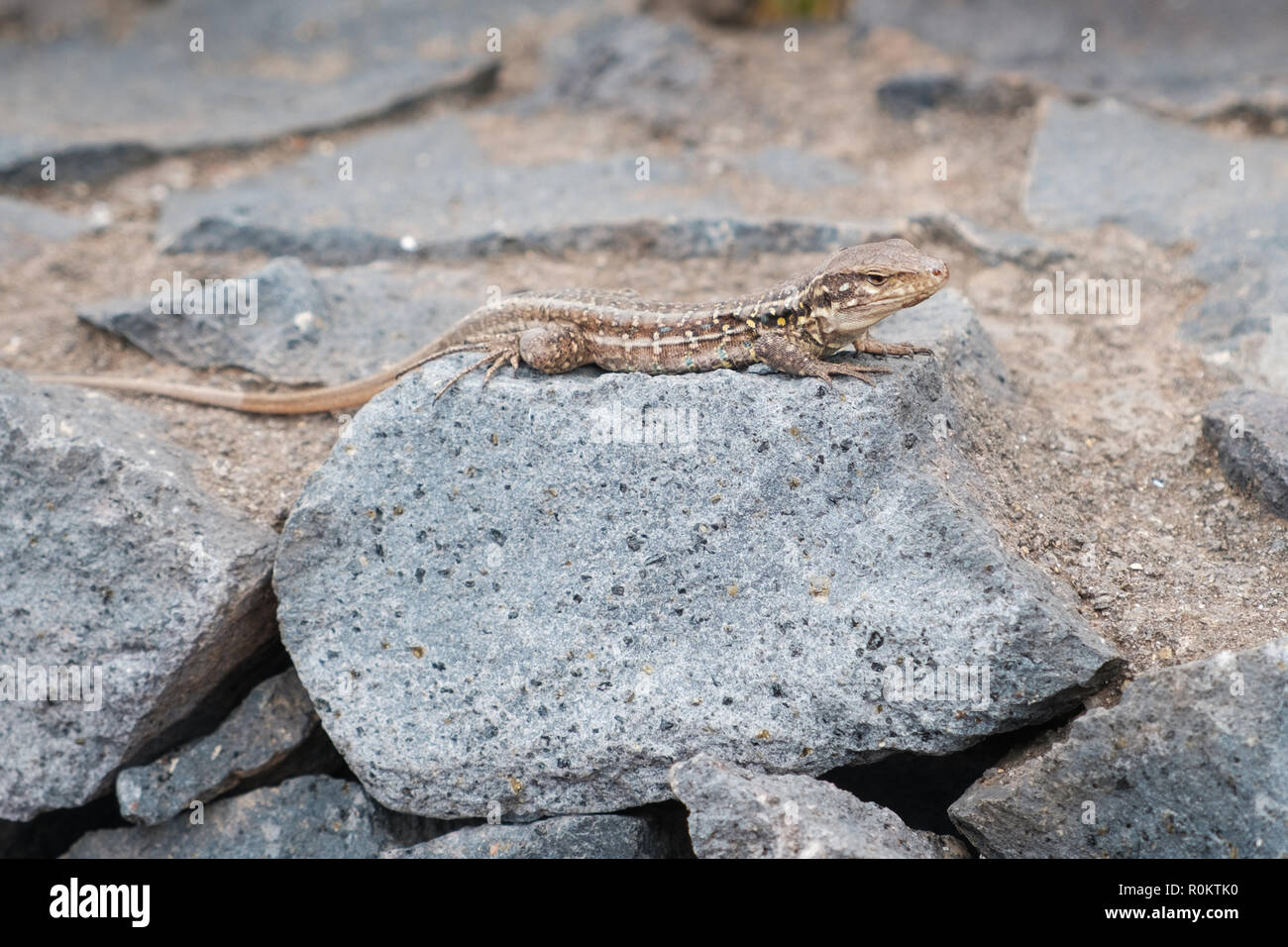 Gallots lizard hi-res stock photography and images - Alamy