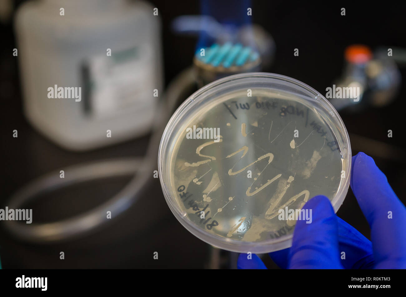 Bacterial culture hi-res stock photography and images - Alamy