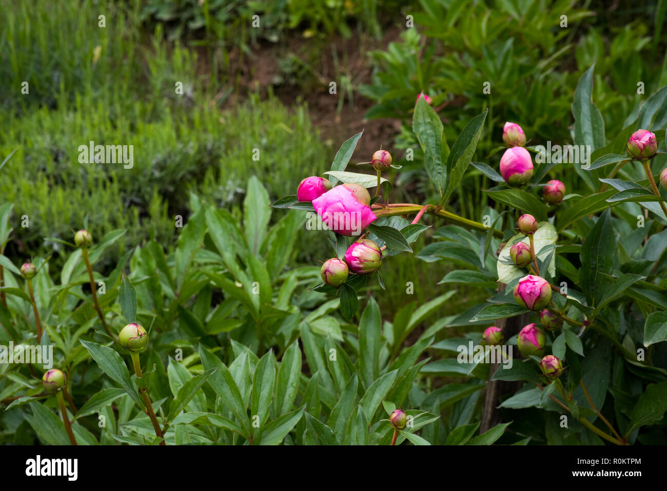 Flover hi-res stock photography and images - Alamy