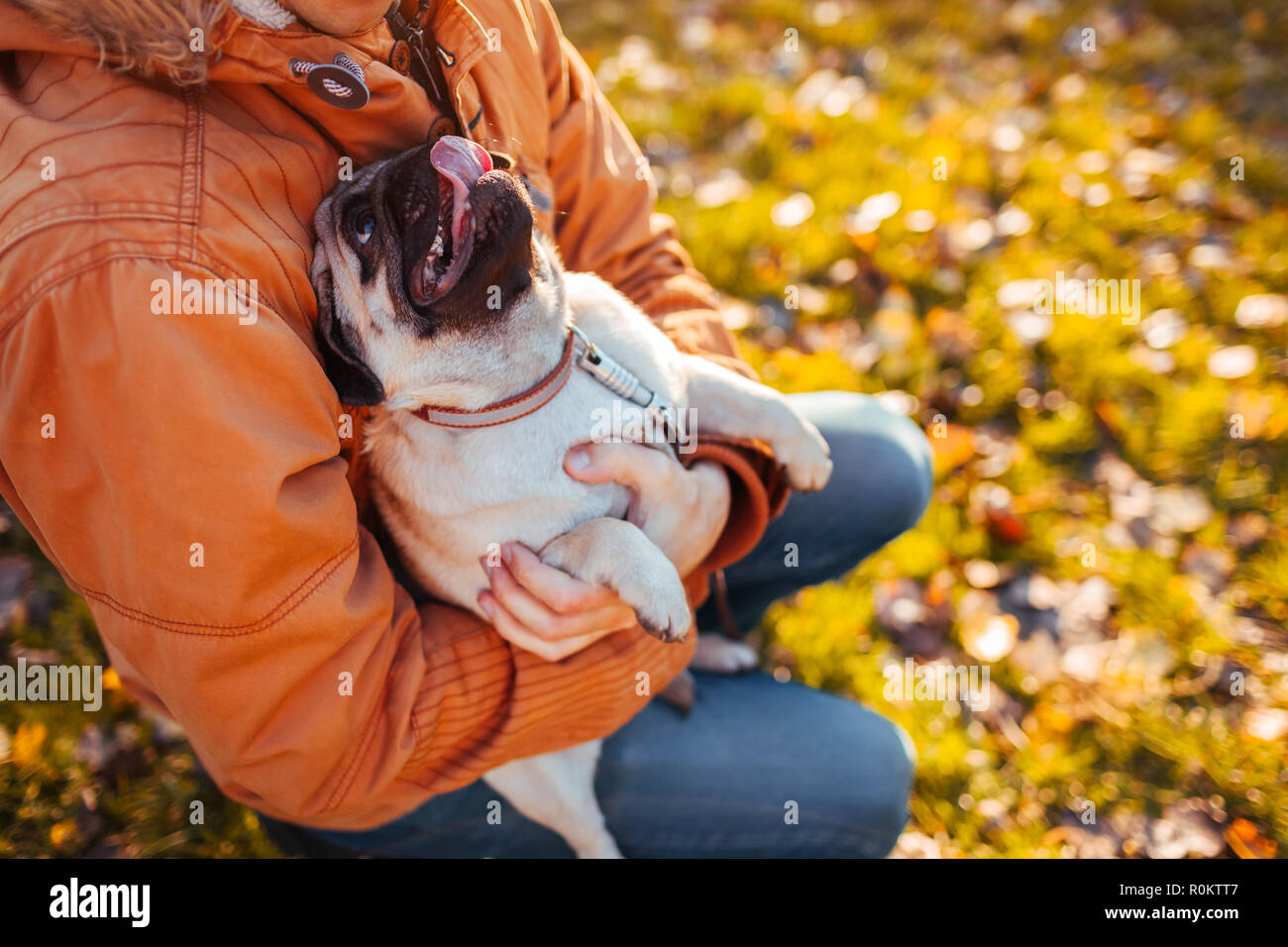 Master holding pug dog in hands in autumn park. Happy puppy looking on ...