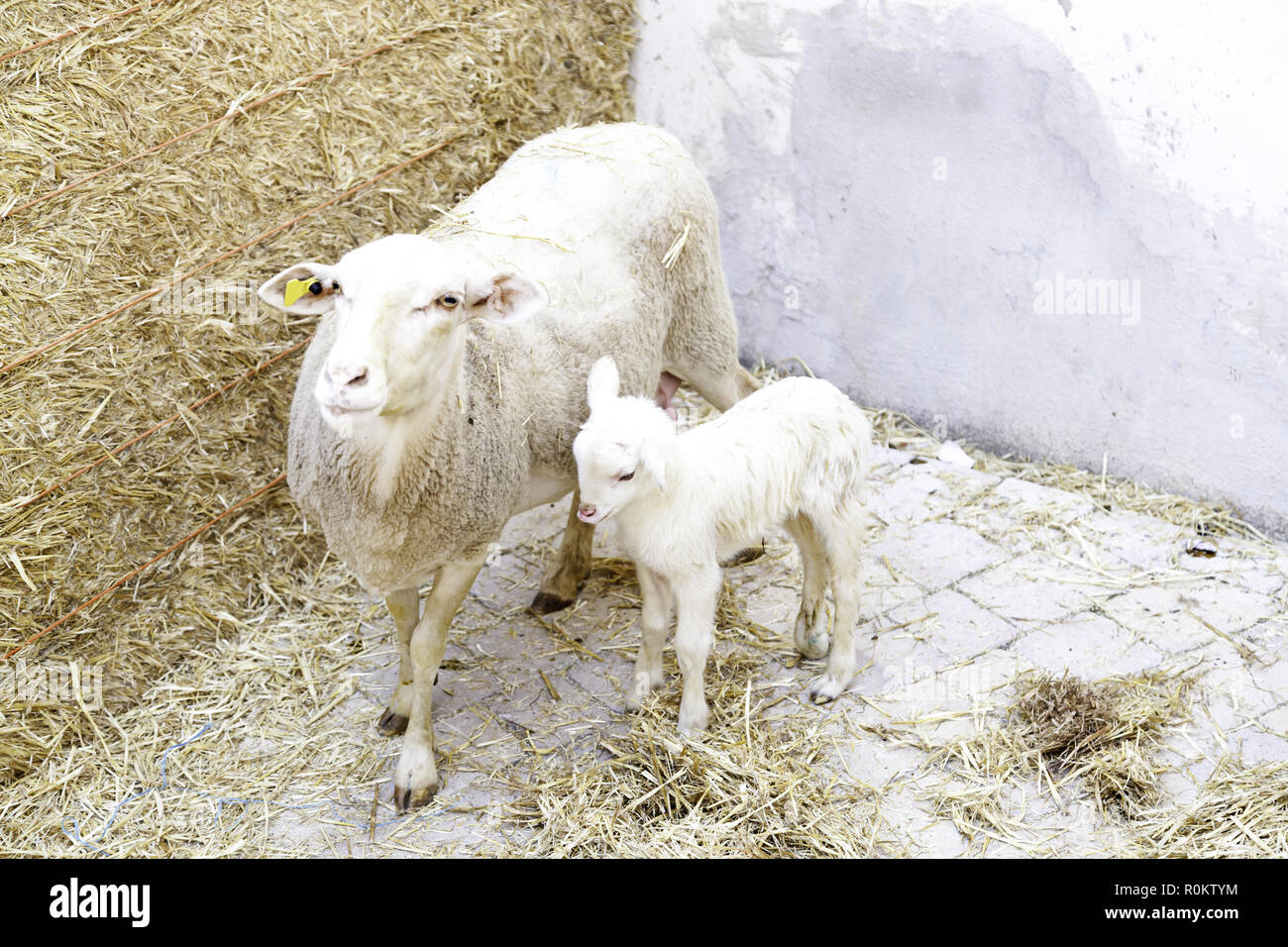 Sheep and lamb farm, detail of mammals in farm animals, sheep puppy ...