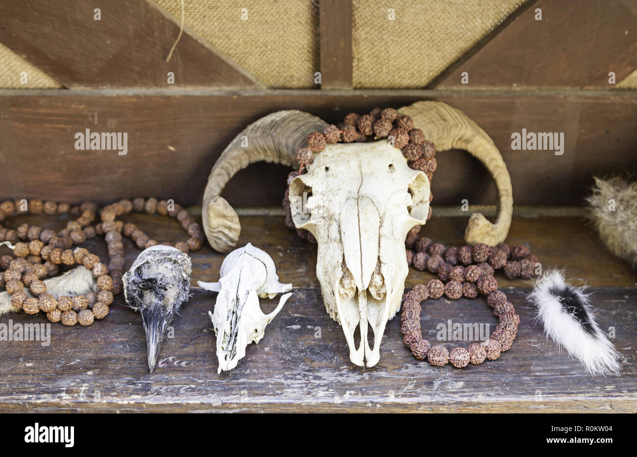 Animal skull desert arizona hi-res stock photography and images - Alamy
