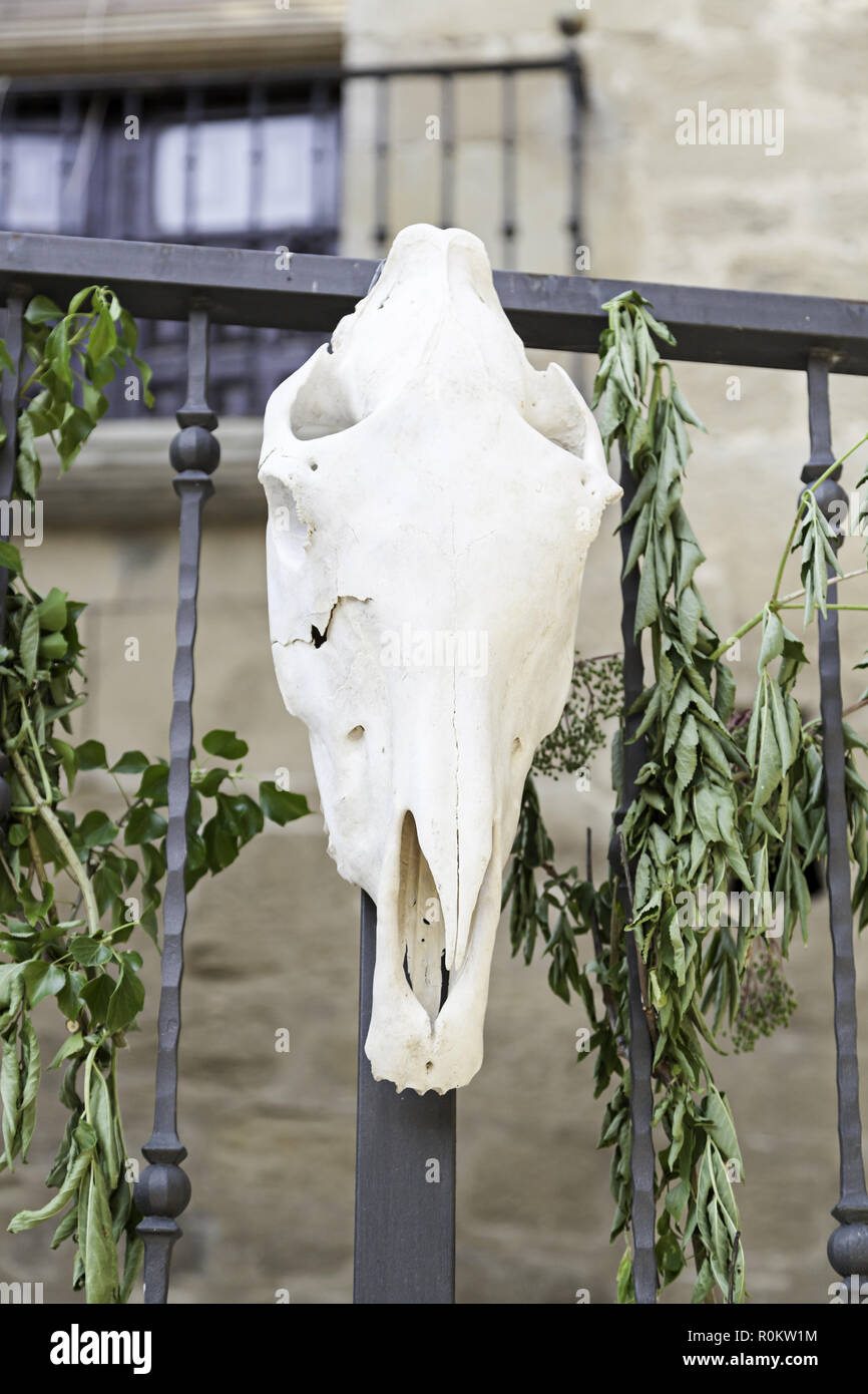 Old cow skull, detail of an old dead cow head, riutal traditional ...