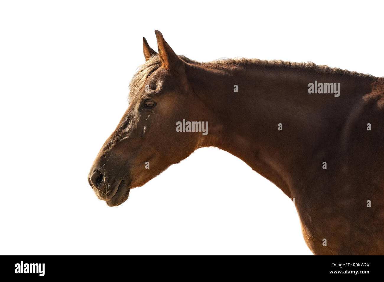 Portrait of a horse with a light mane in profile isolated on a w Stock ...