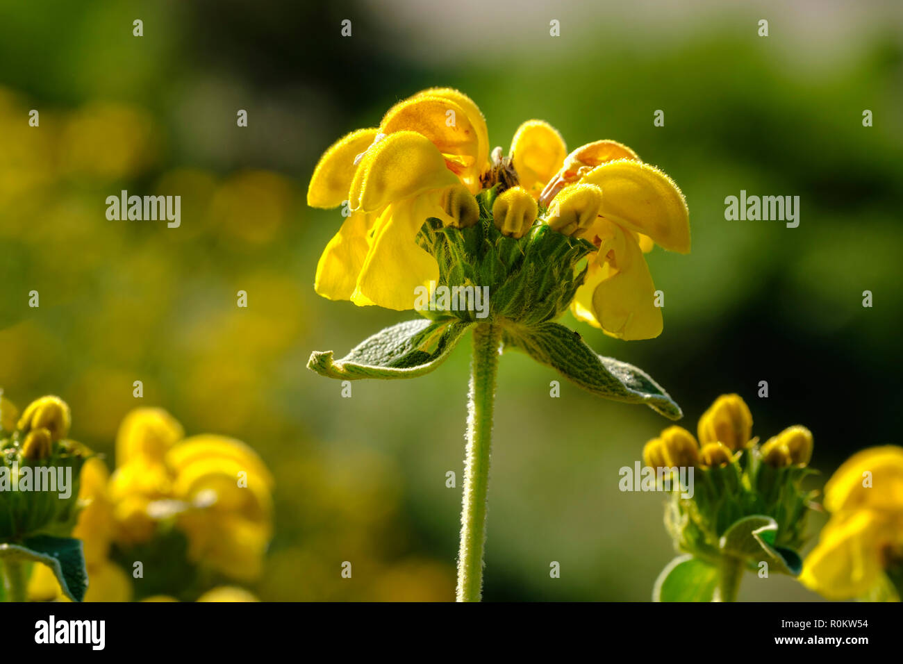 Yellow Phlomis Stock Photos & Yellow Phlomis Stock Images - Alamy