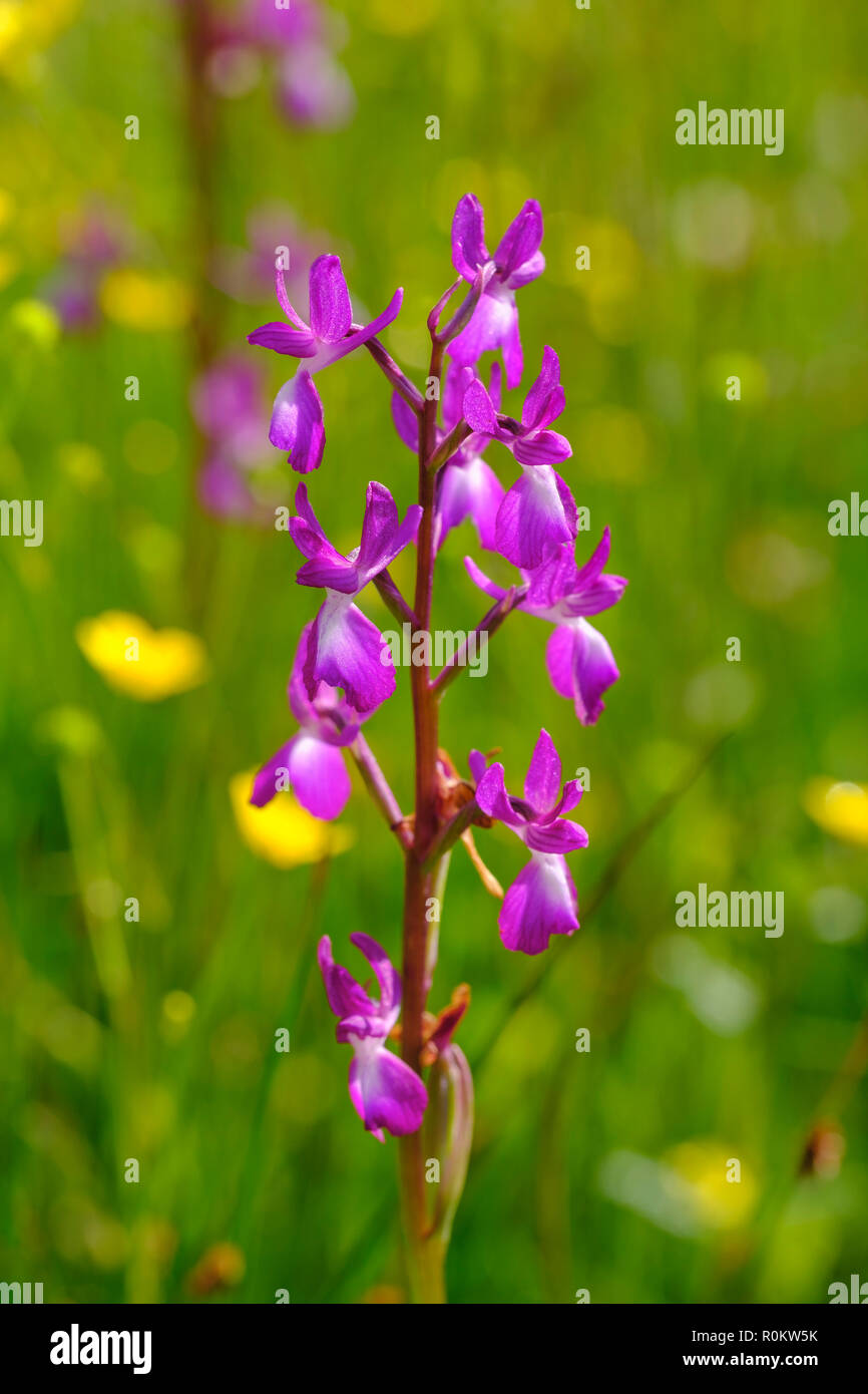 Lax-flowered orchid (Anacamptis laxiflora), Korab-Koritnik nature park ...