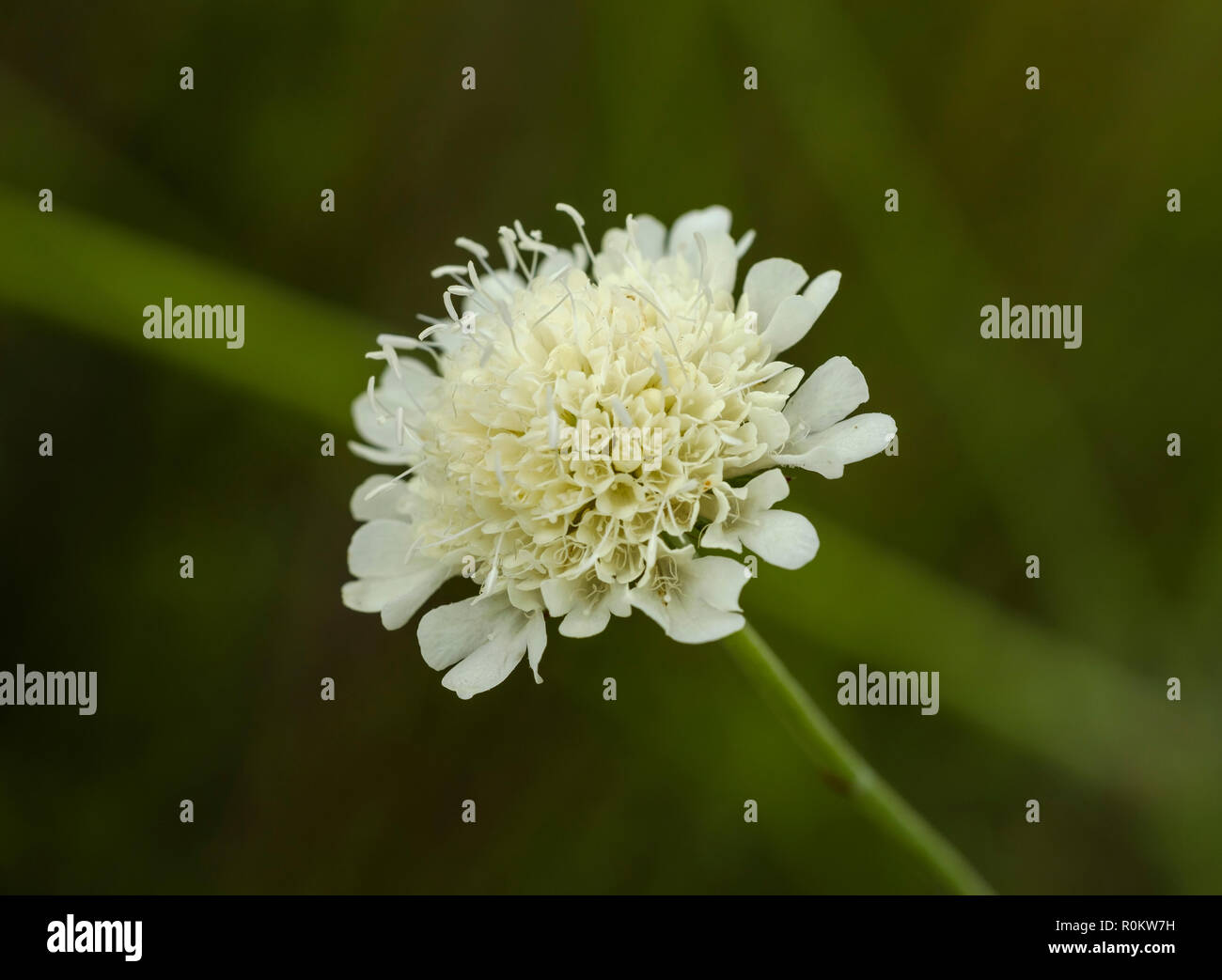 Cream scabiosa hi-res stock photography and images - Alamy