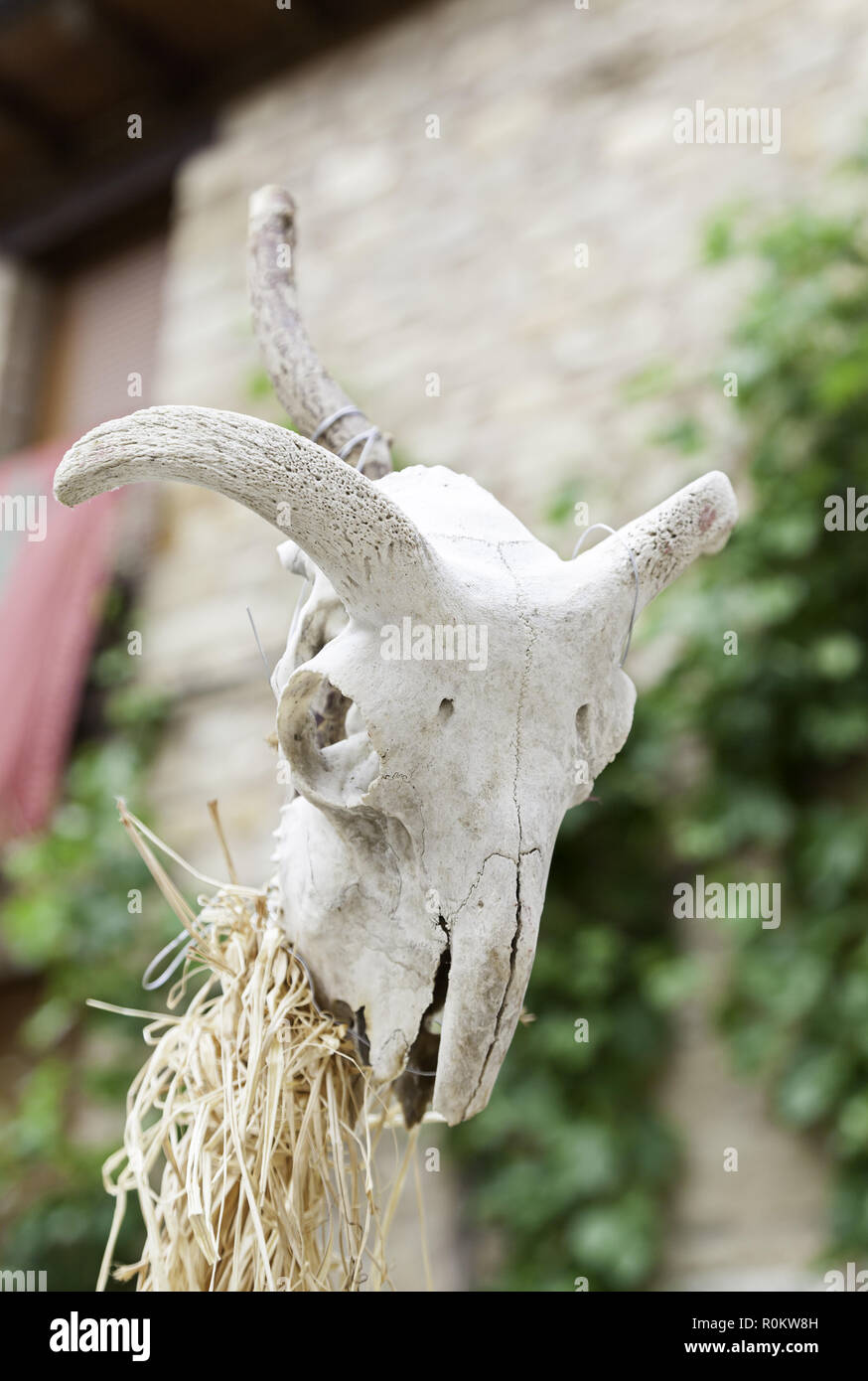 Old witchcraft goat skull, skull detail of a ancient animal ...